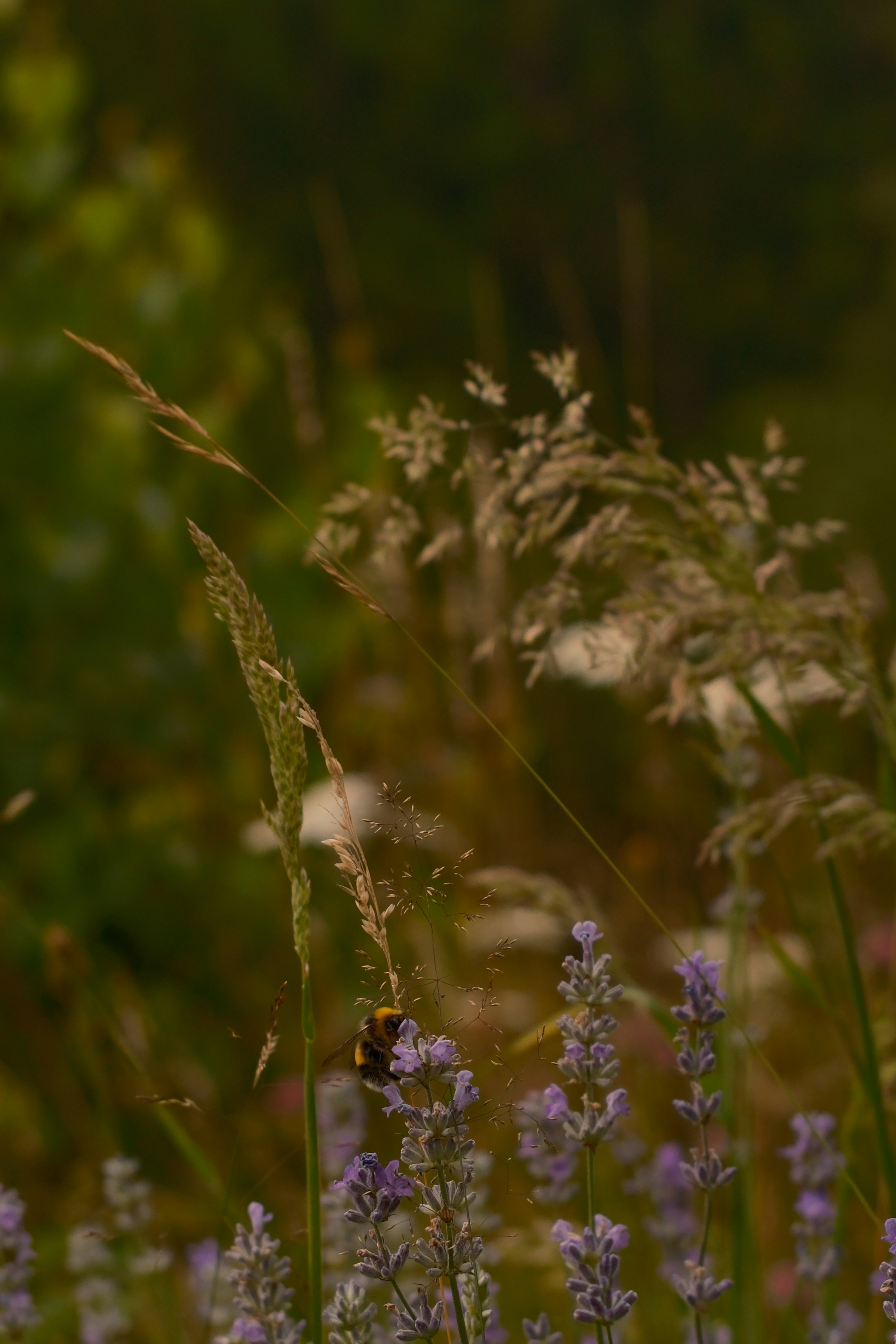 Bee among lavender at dusk