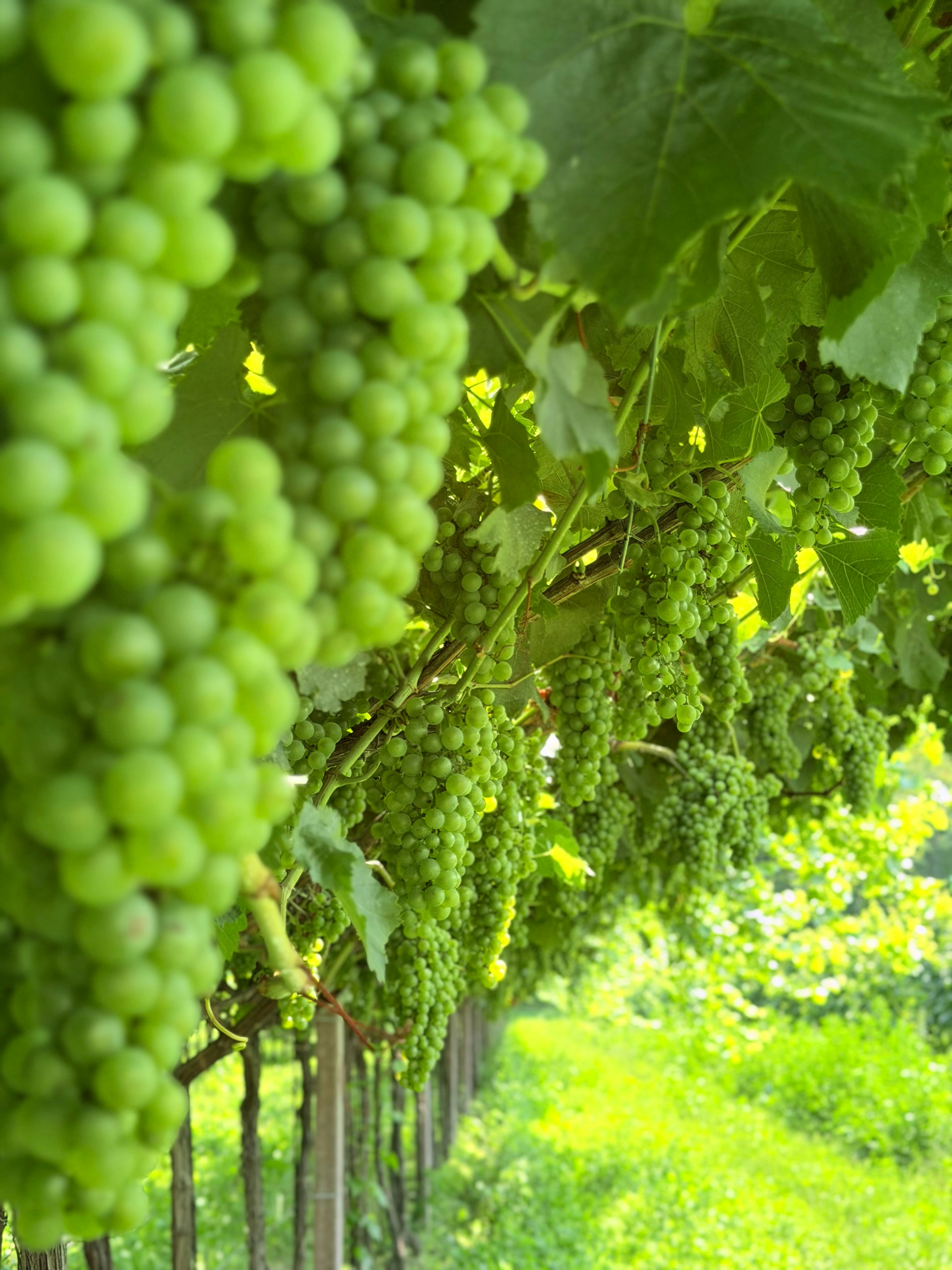 Vineyard Bunches: Close-Up of Green Grapes Amid Sunlit Leaves