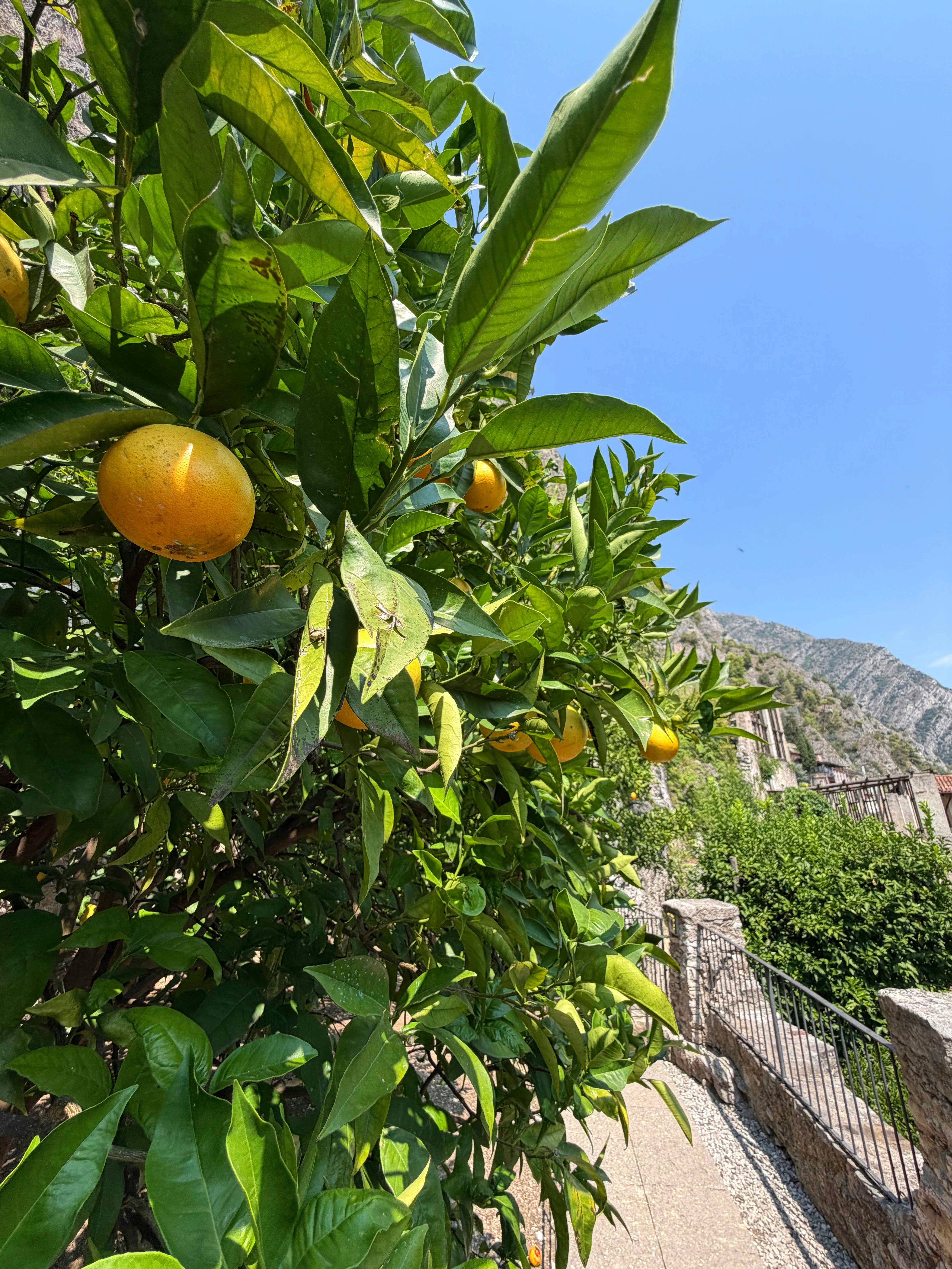 Orange Grove Toward the Cliff: Sunlit Citrus Under a Clear Sky