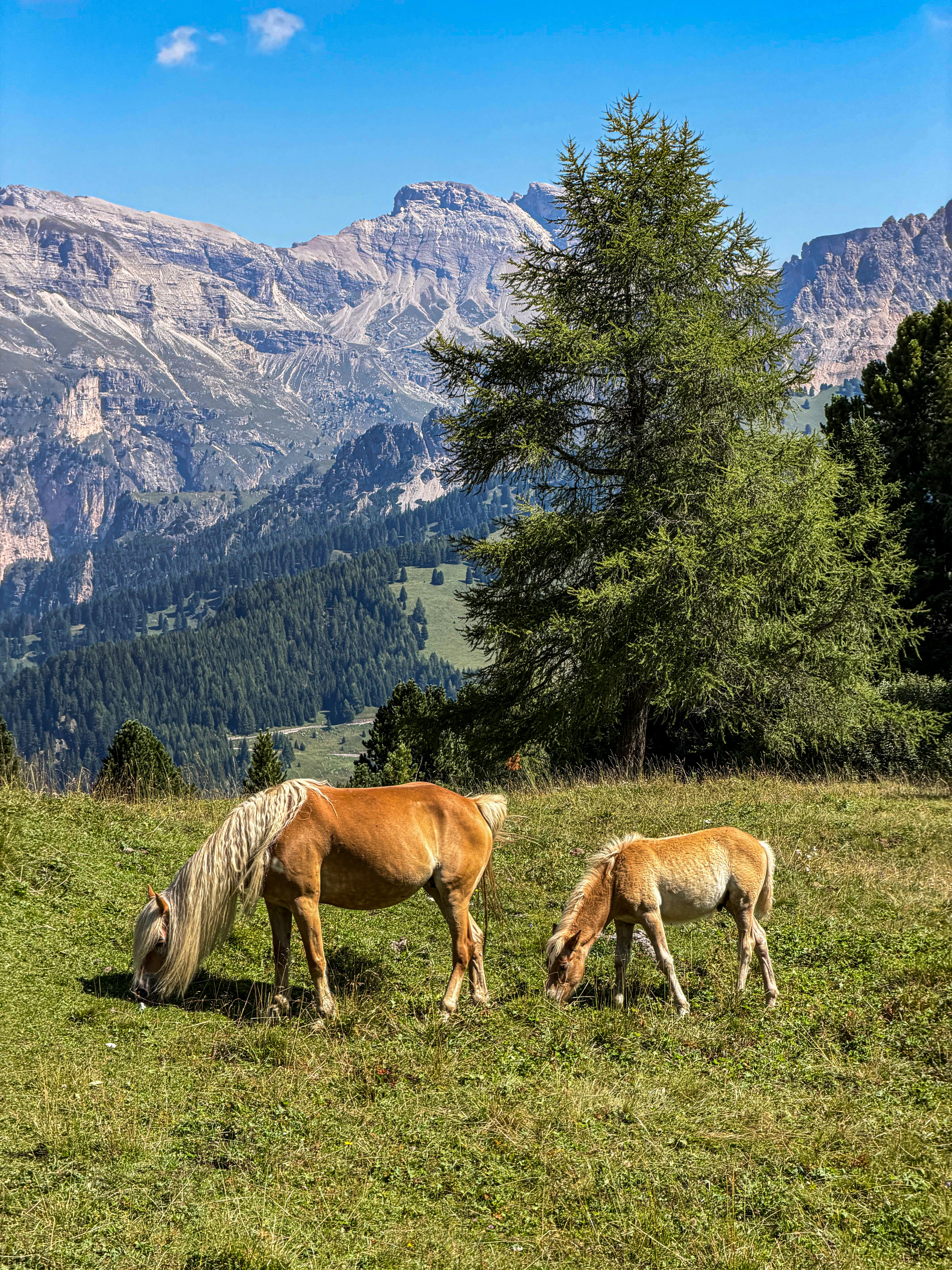 Pasture Companions under Alpine Peaks