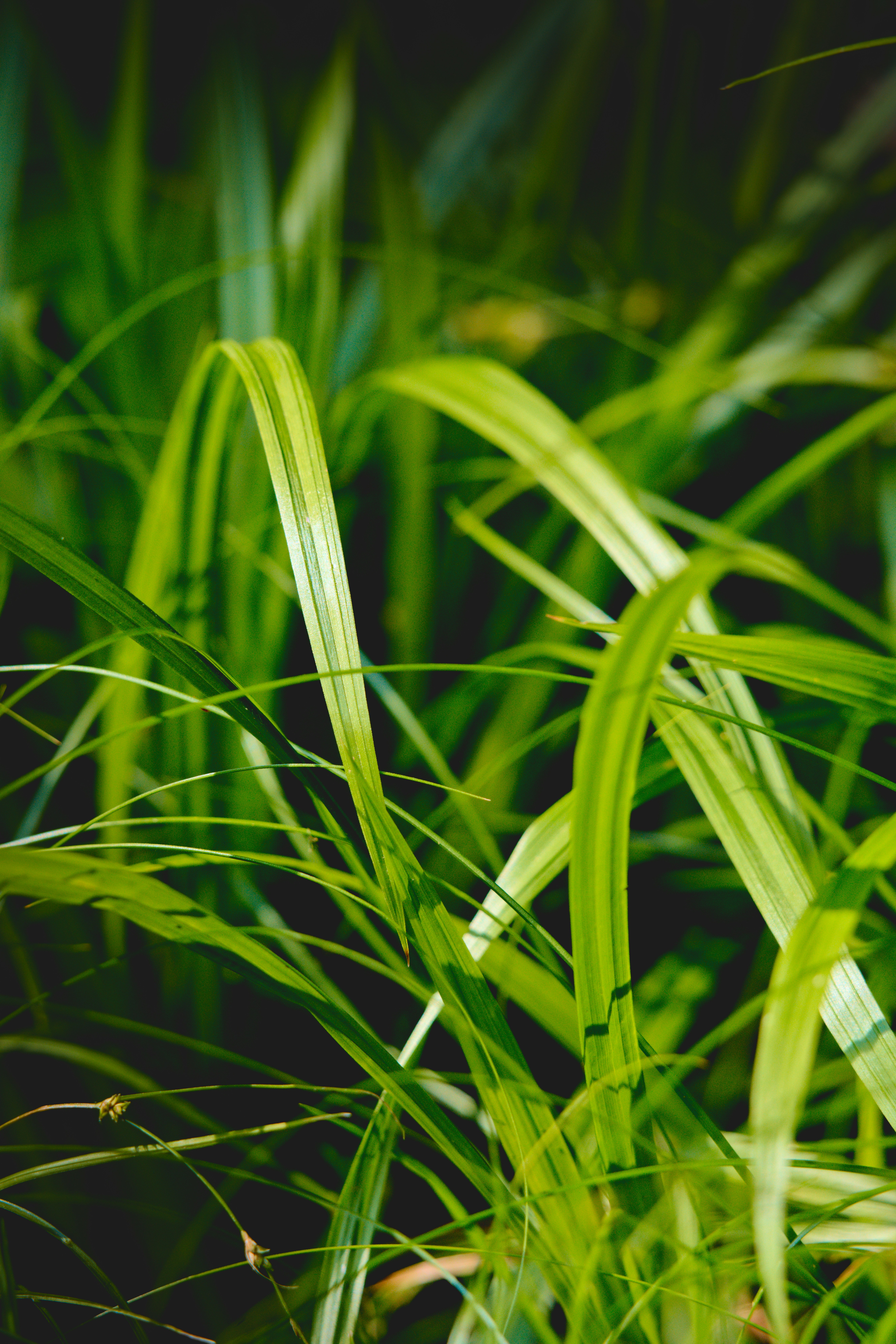 Emerald Tangles: Portrait of Sunlit Grass and Leaf Detail
