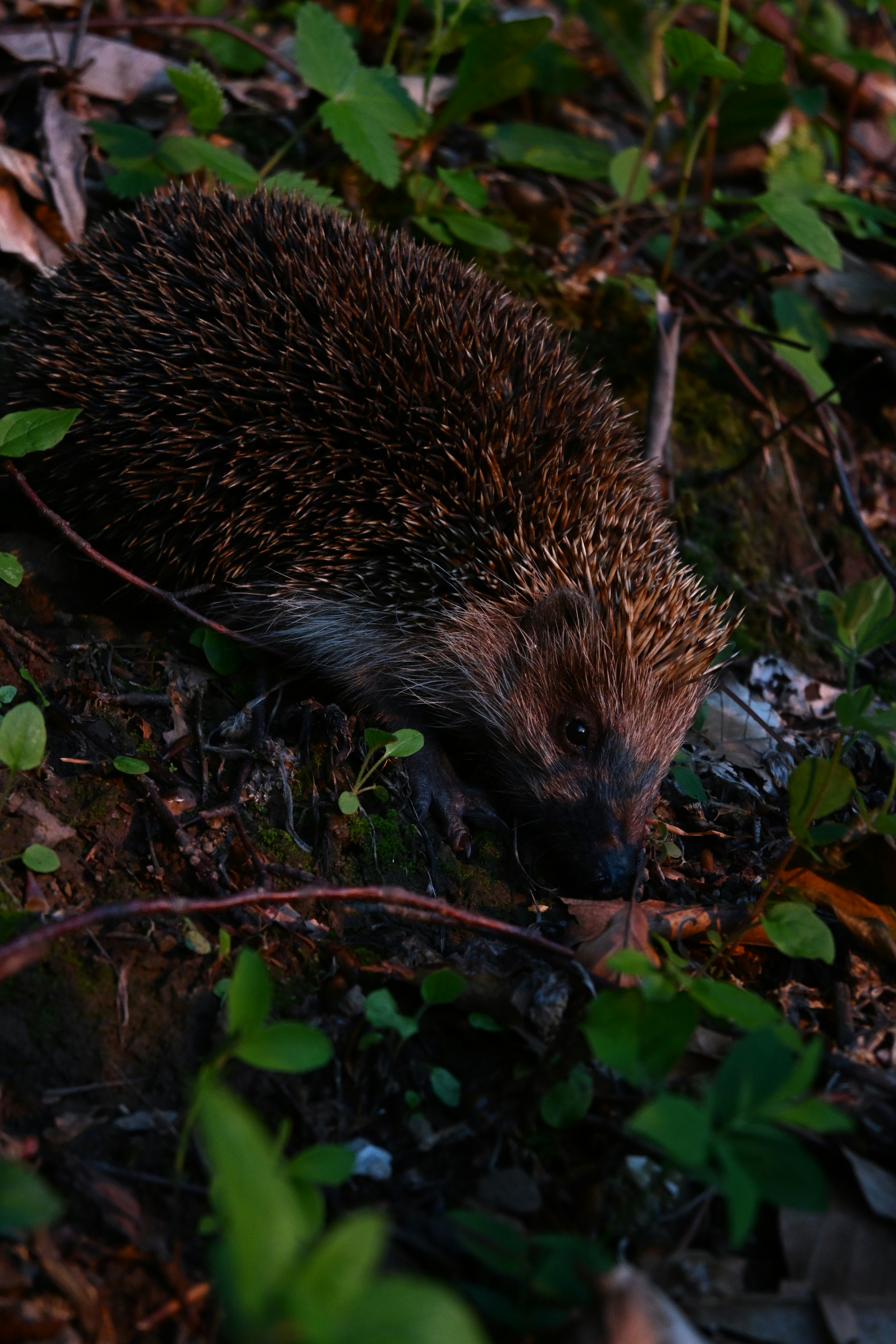 Low-Light Foraging Hedgehog Among Green Understory