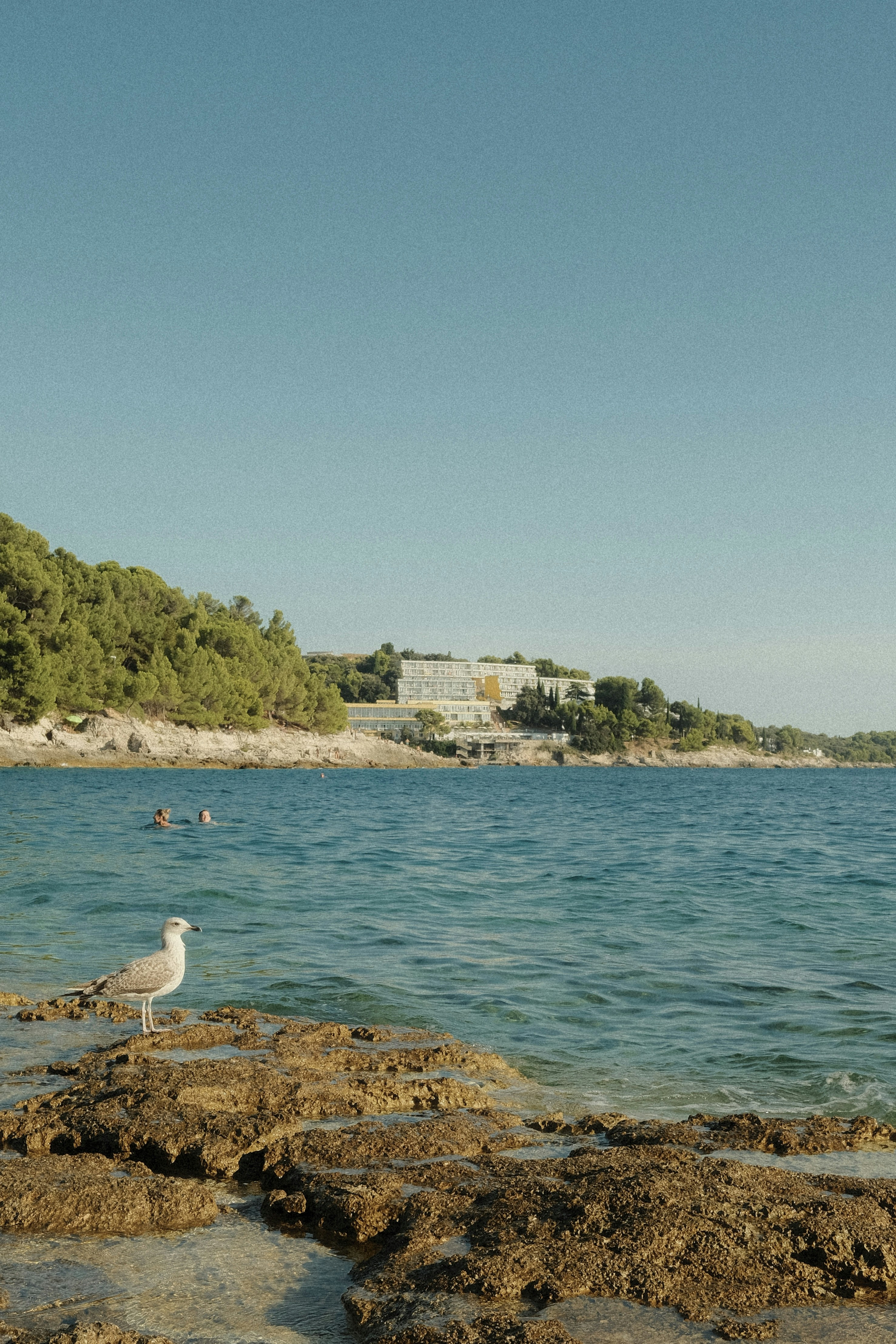 Seabird Watch at the Rocky Outcrop