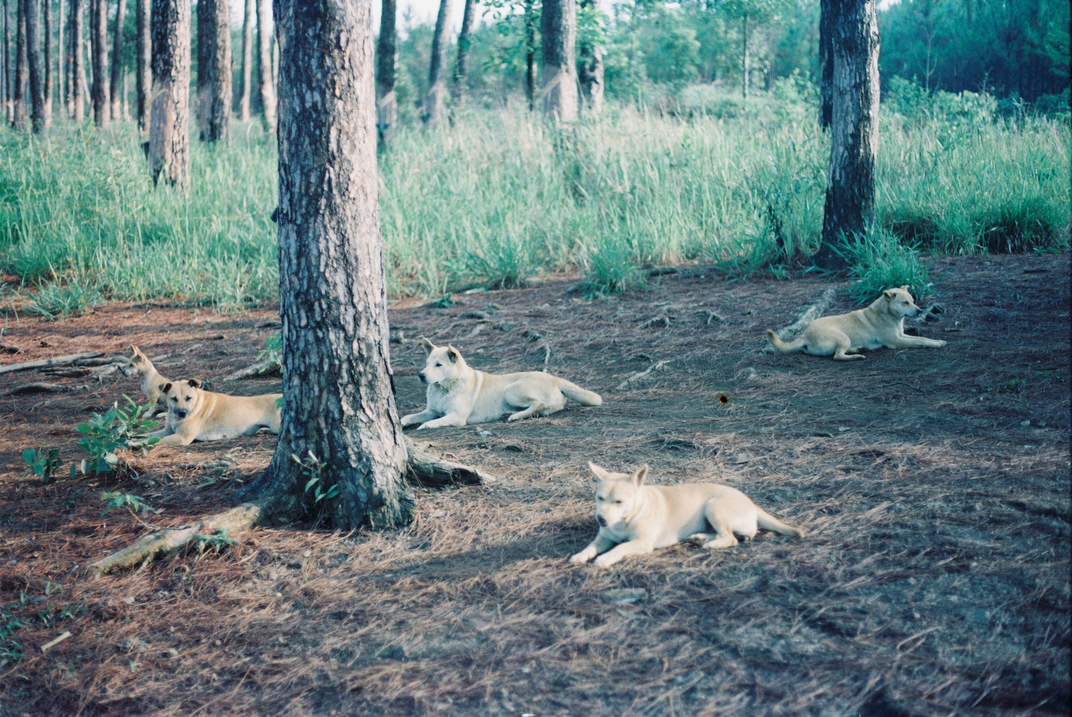 Four Arcticos in Idle Shade: A Quiet Pack Rest in a Pine Forest