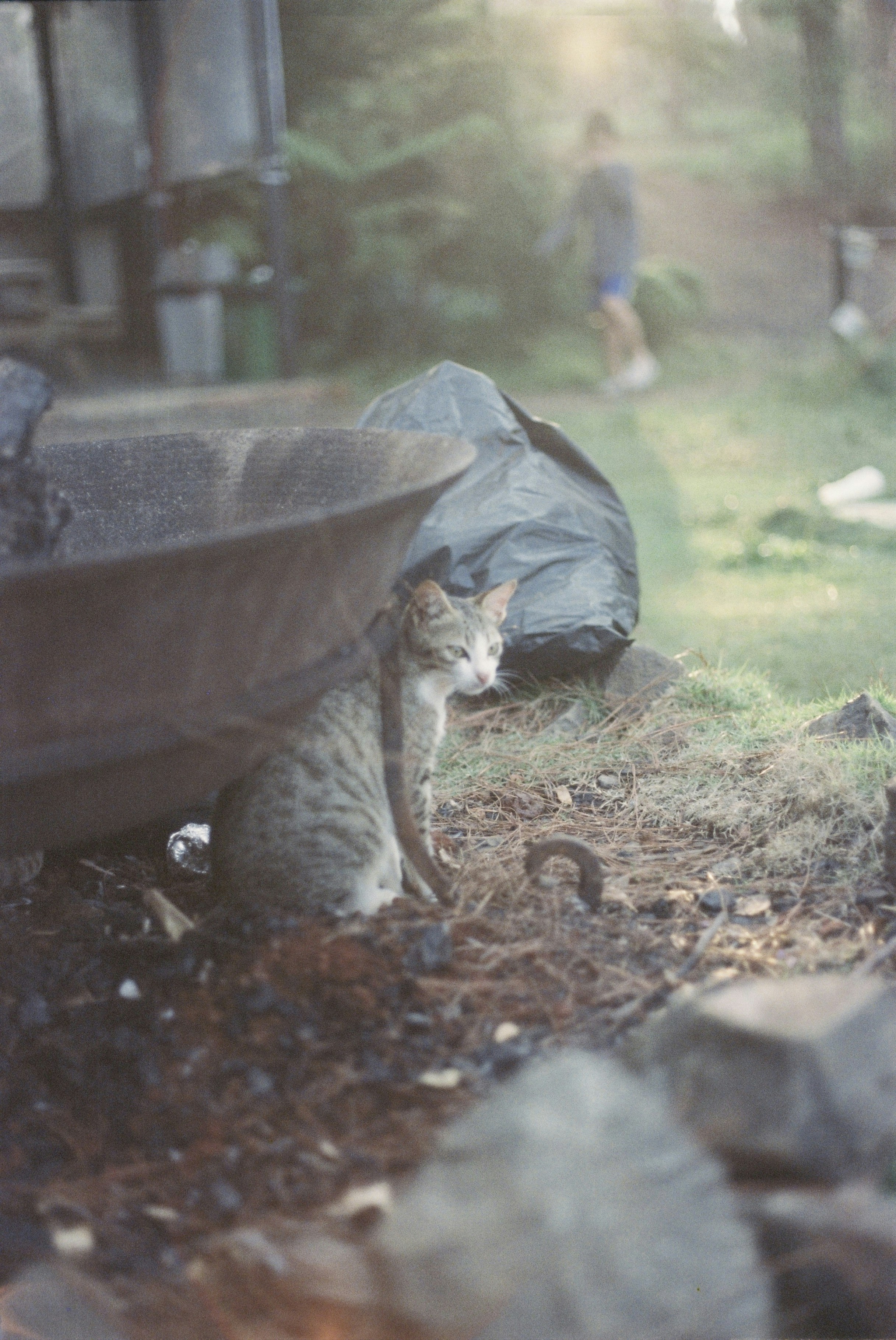 A tabby cat sits near a wheelbarrow and a black plastic bag in a yard, with a blurred person and greenery in the background; this shot captures a calm, candid moment in an outdoor scene.