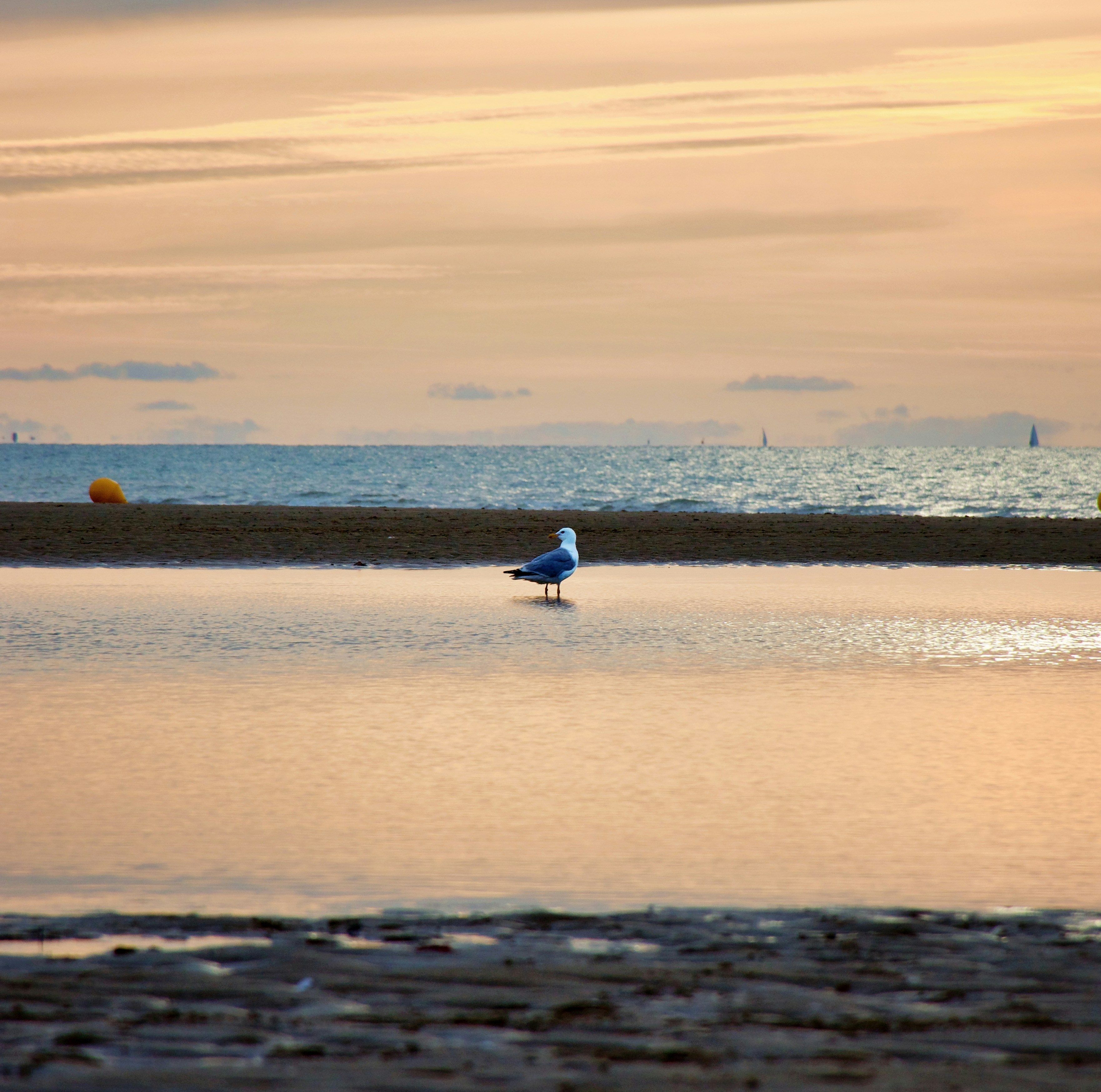 Seaside Solitude: A Lone Seagull at Dusk
