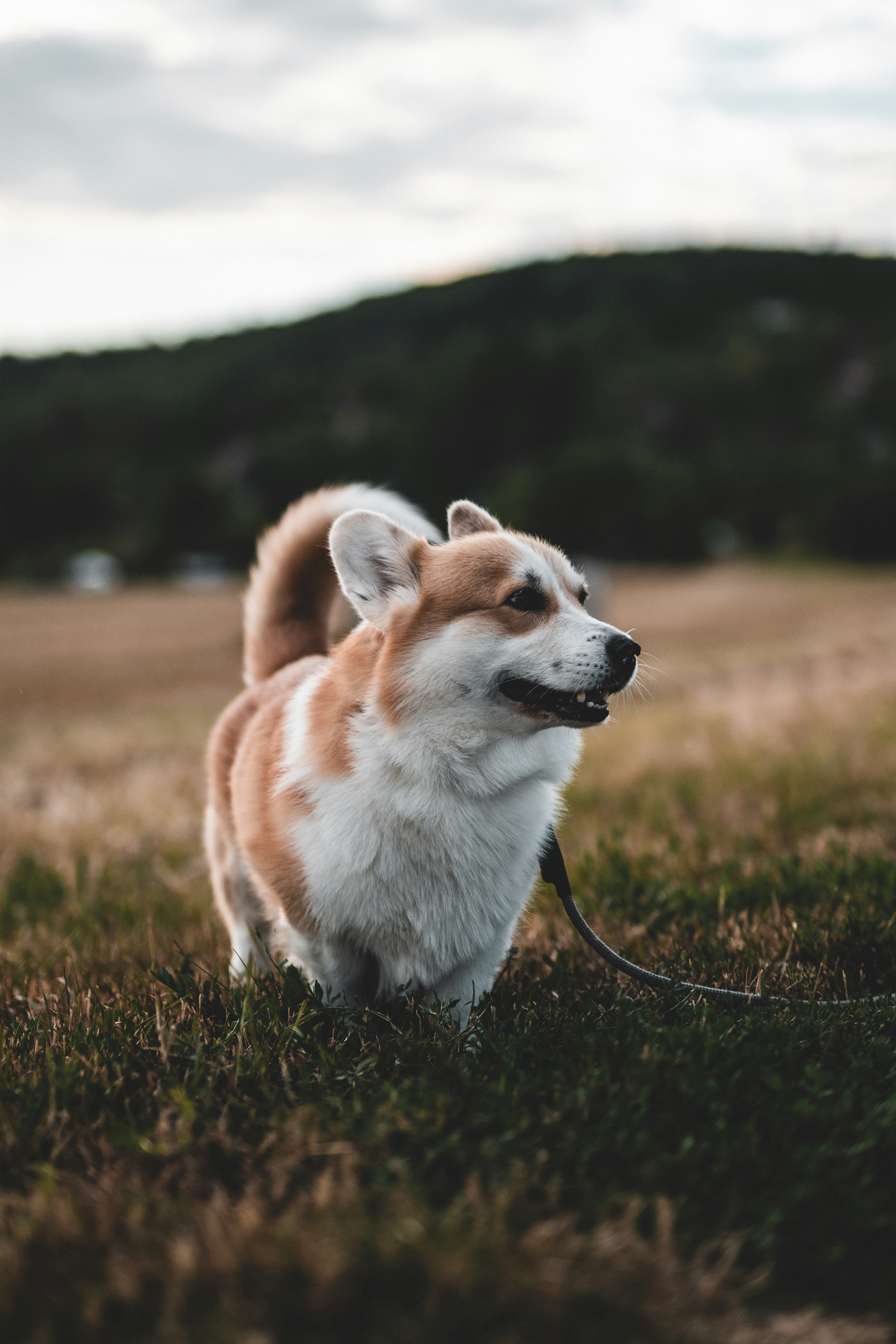 Curious Corgi in a Wind-Swept Field