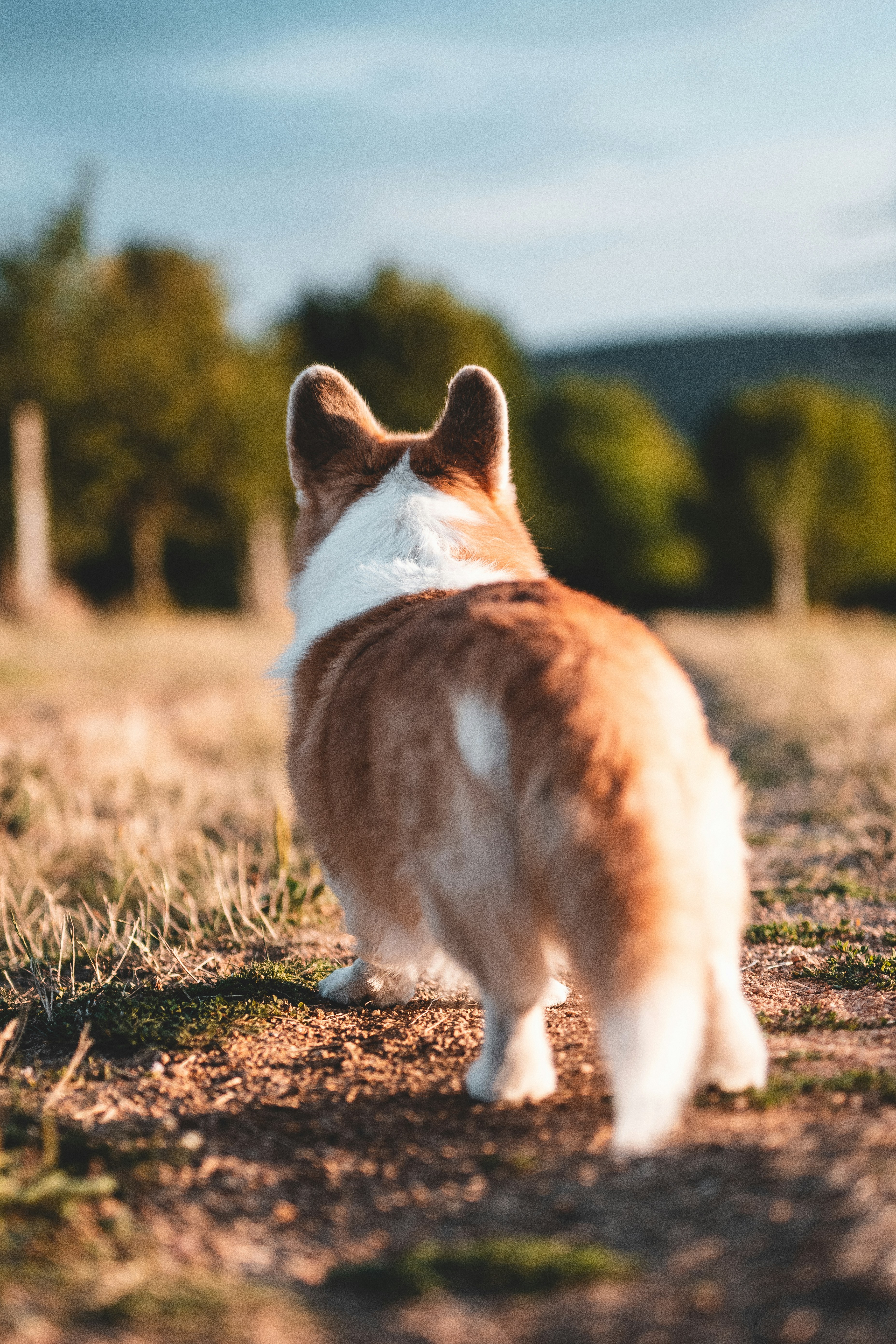 Wagging Focus: A Corgi Treads a Sunlit Path