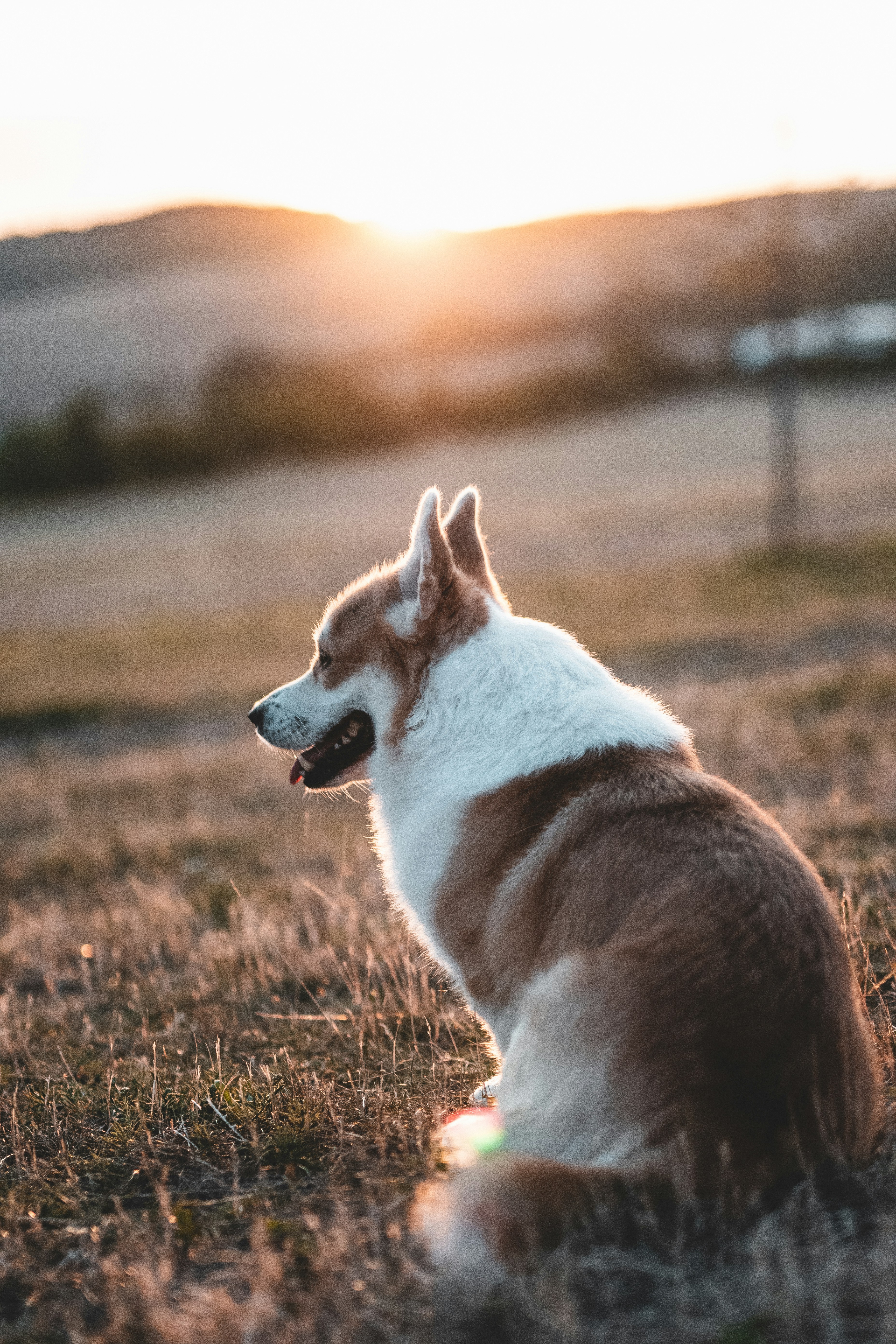 Golden Hour Border Collie Portrait in an Open Field
