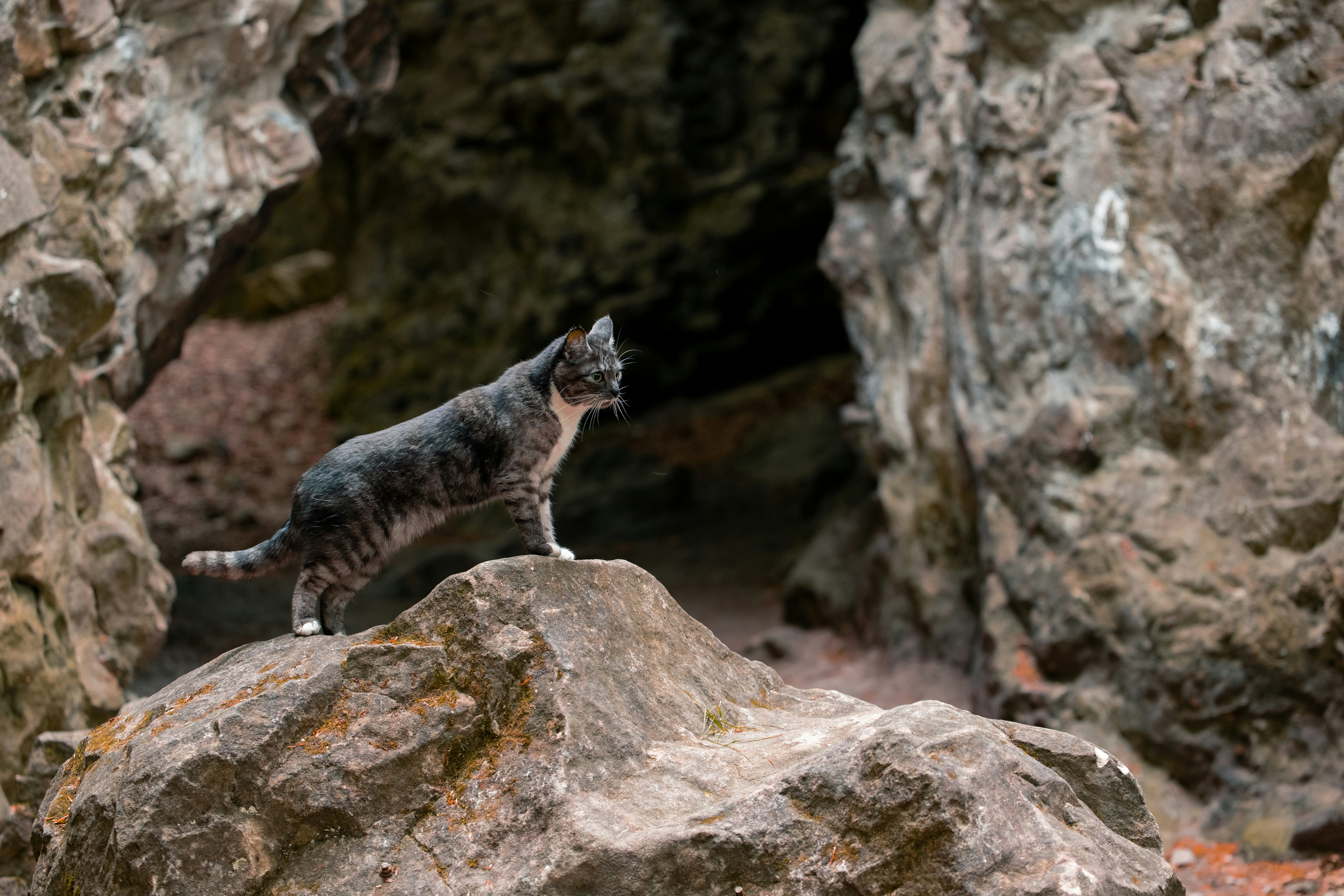Watching the Tide: a curious cat on a rocky throne