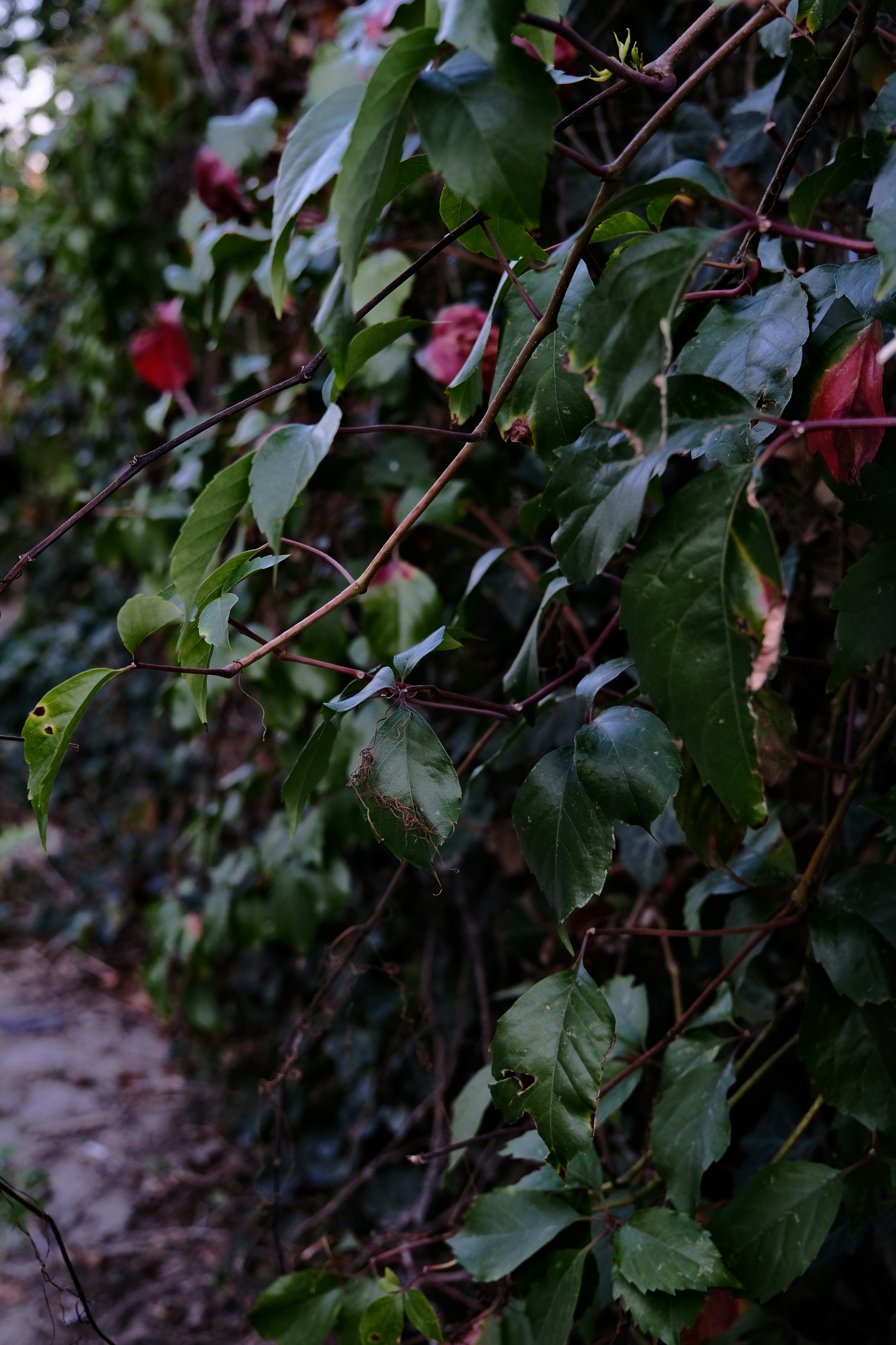 Tangled Vines and Emerald Leaves