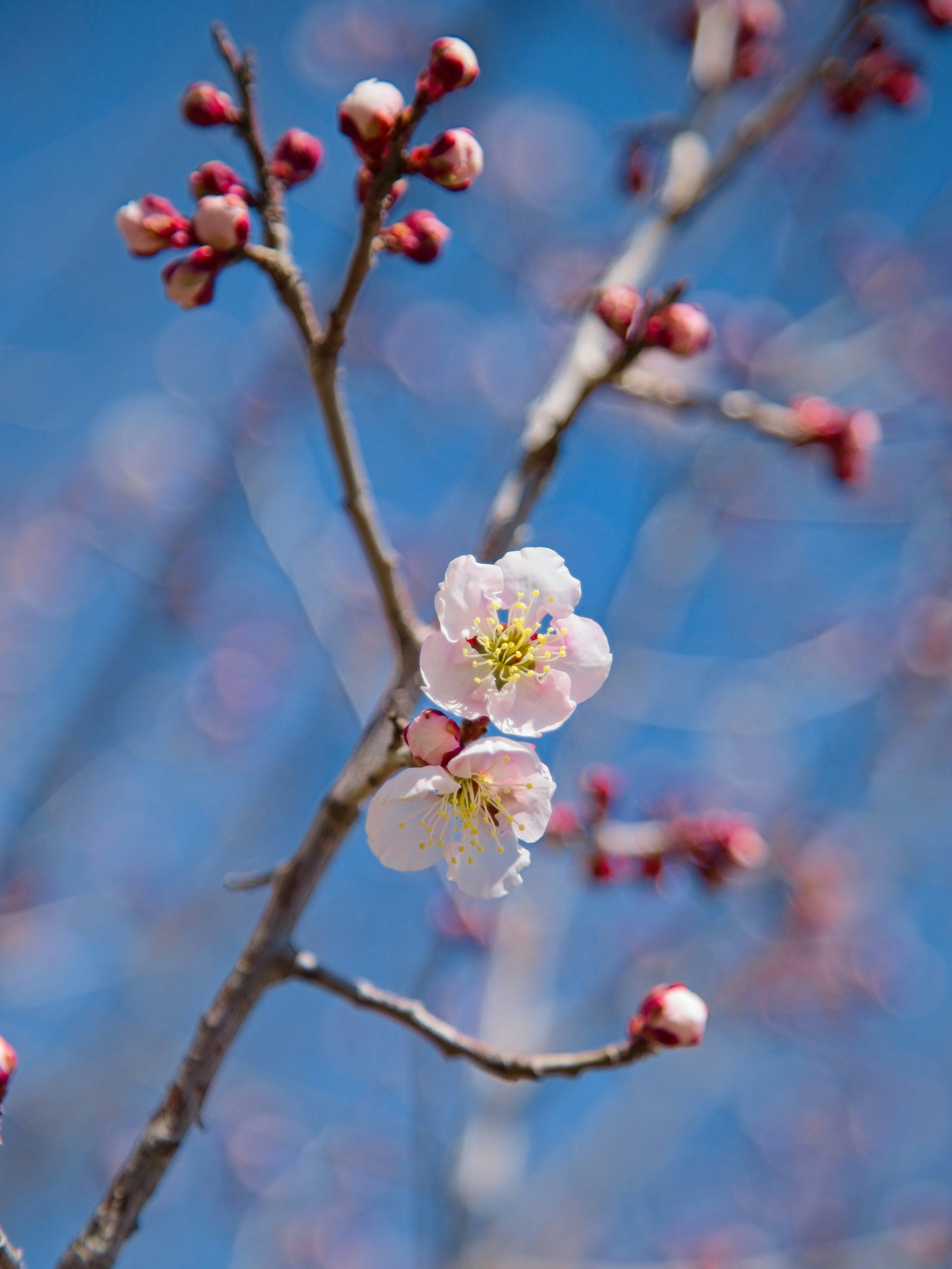 Crimson Buds and a White Blossom in Focus Against a Velvet Sky