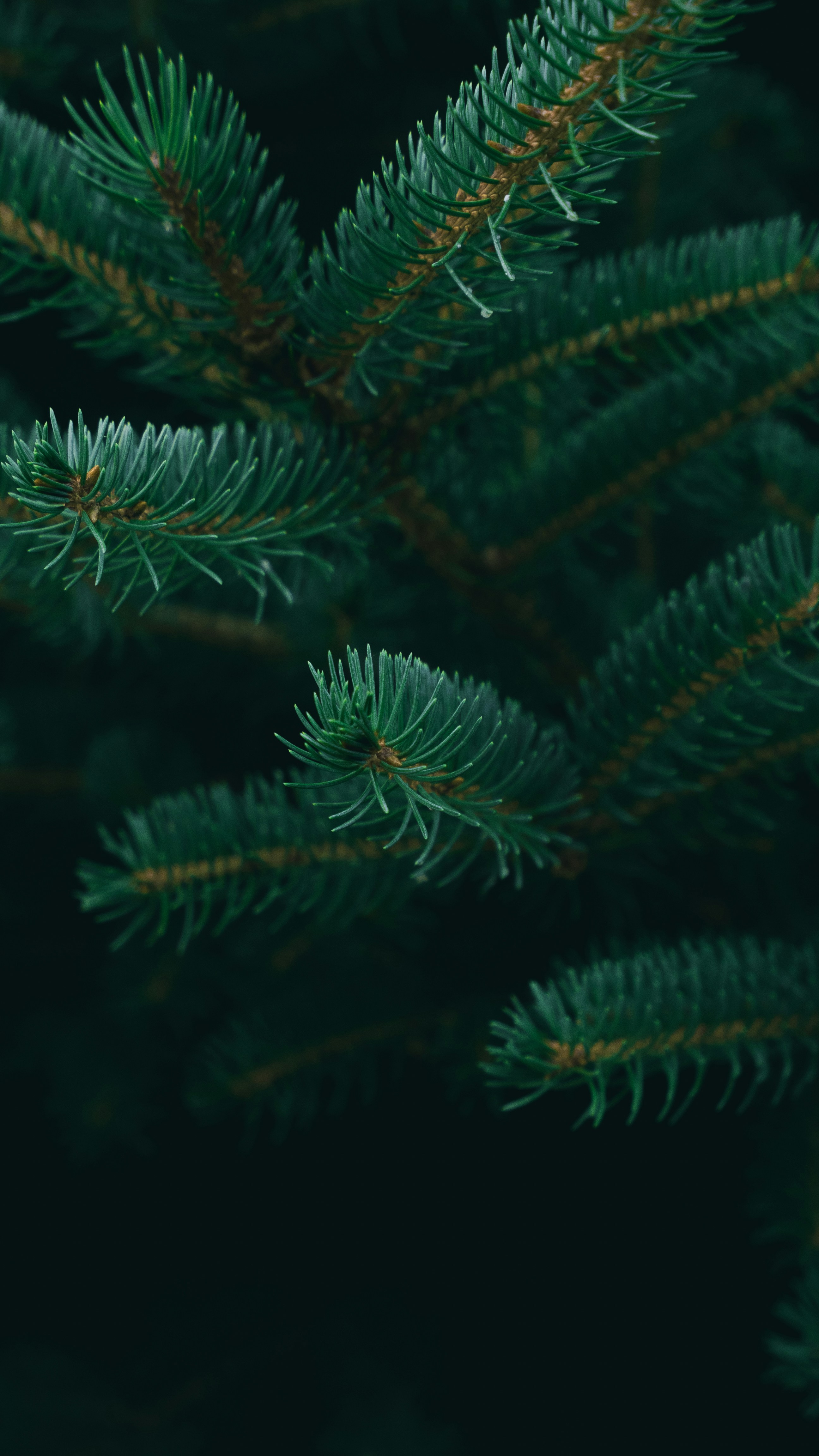 Emerald Coniferous Spiral: Close-Up of Pine Needles