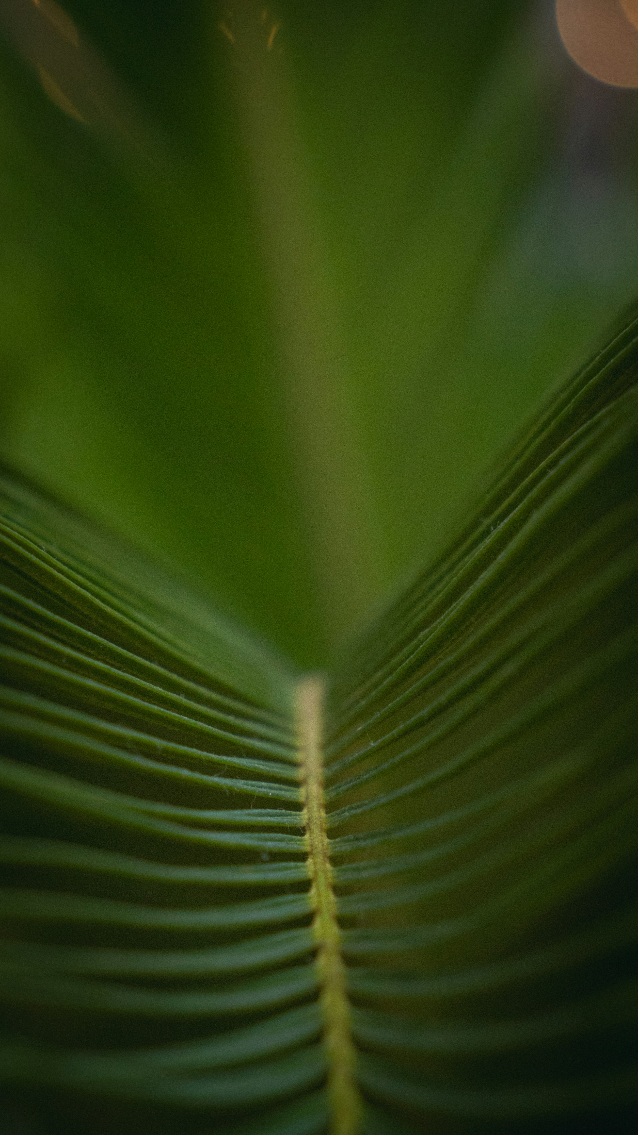 Central Vein: A Macro Journey Down the Leaf's Spine