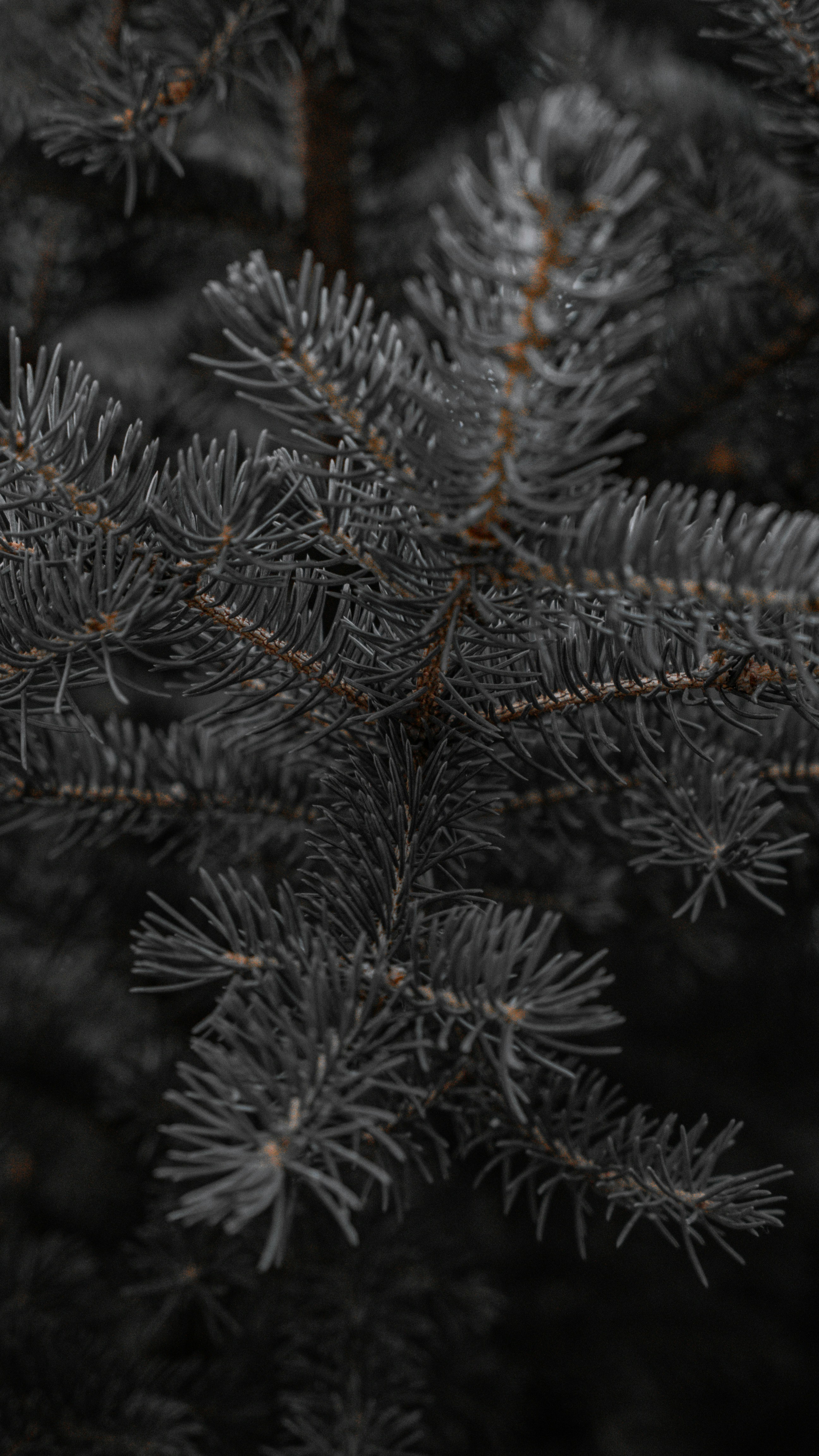 Midnight Pine: Close-Born Needles in Subtle Light