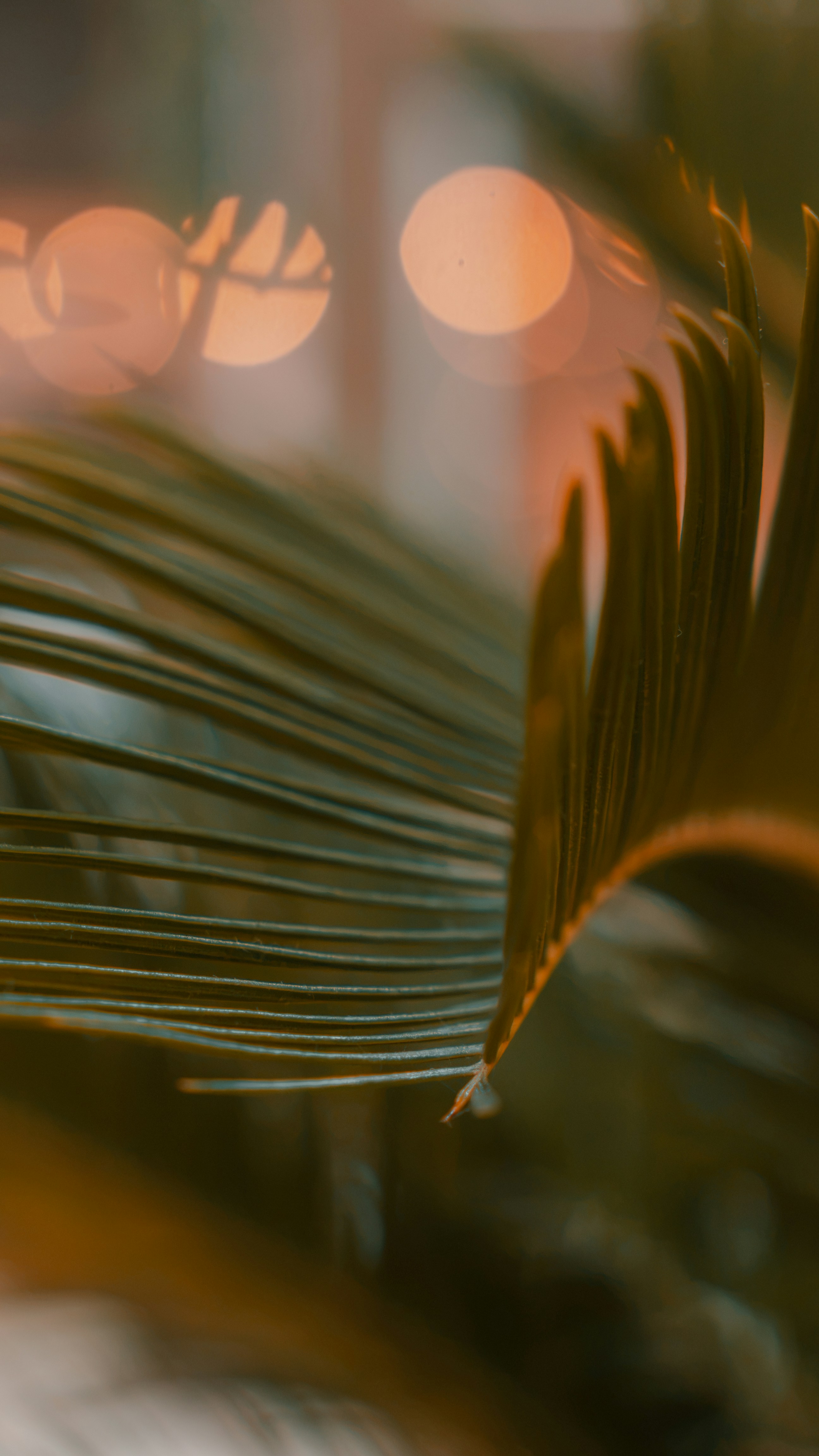 Backlit Palm Veil: Warm Orbs Through Leaves