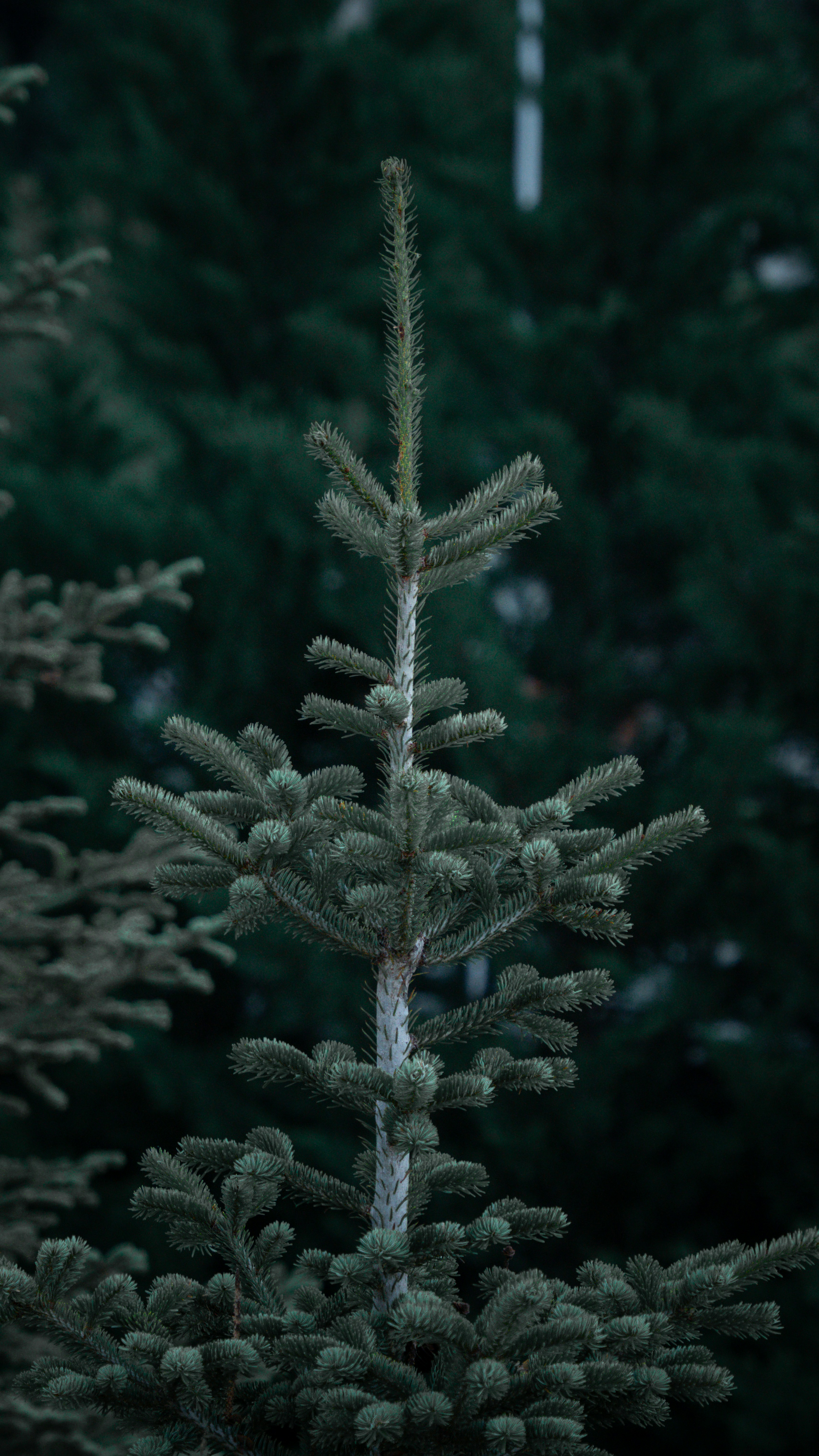 Emerald Spruce Veil: A Lone Branch Reaches for Twilight Light