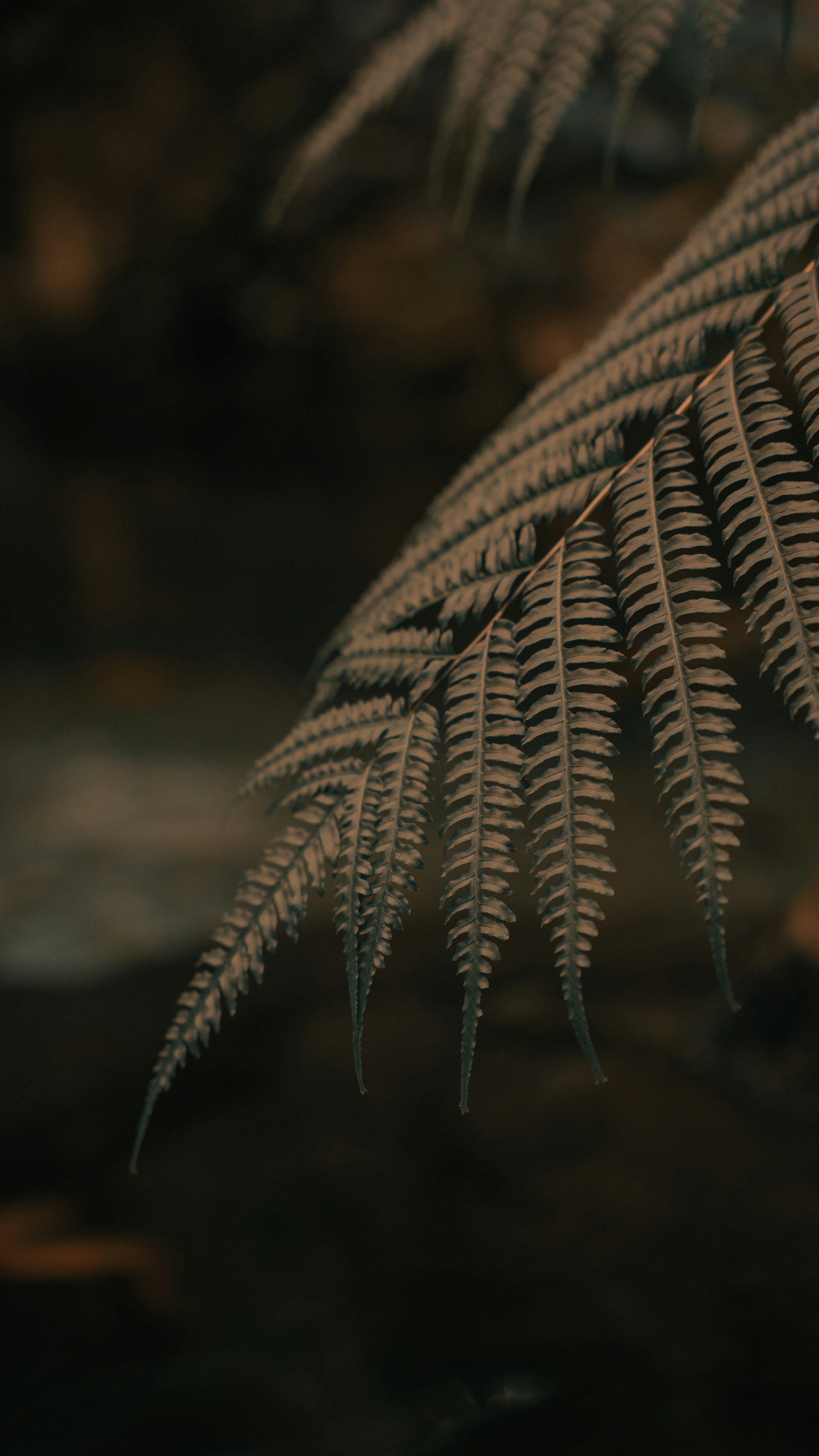 Whispering Fern in Dusk Light