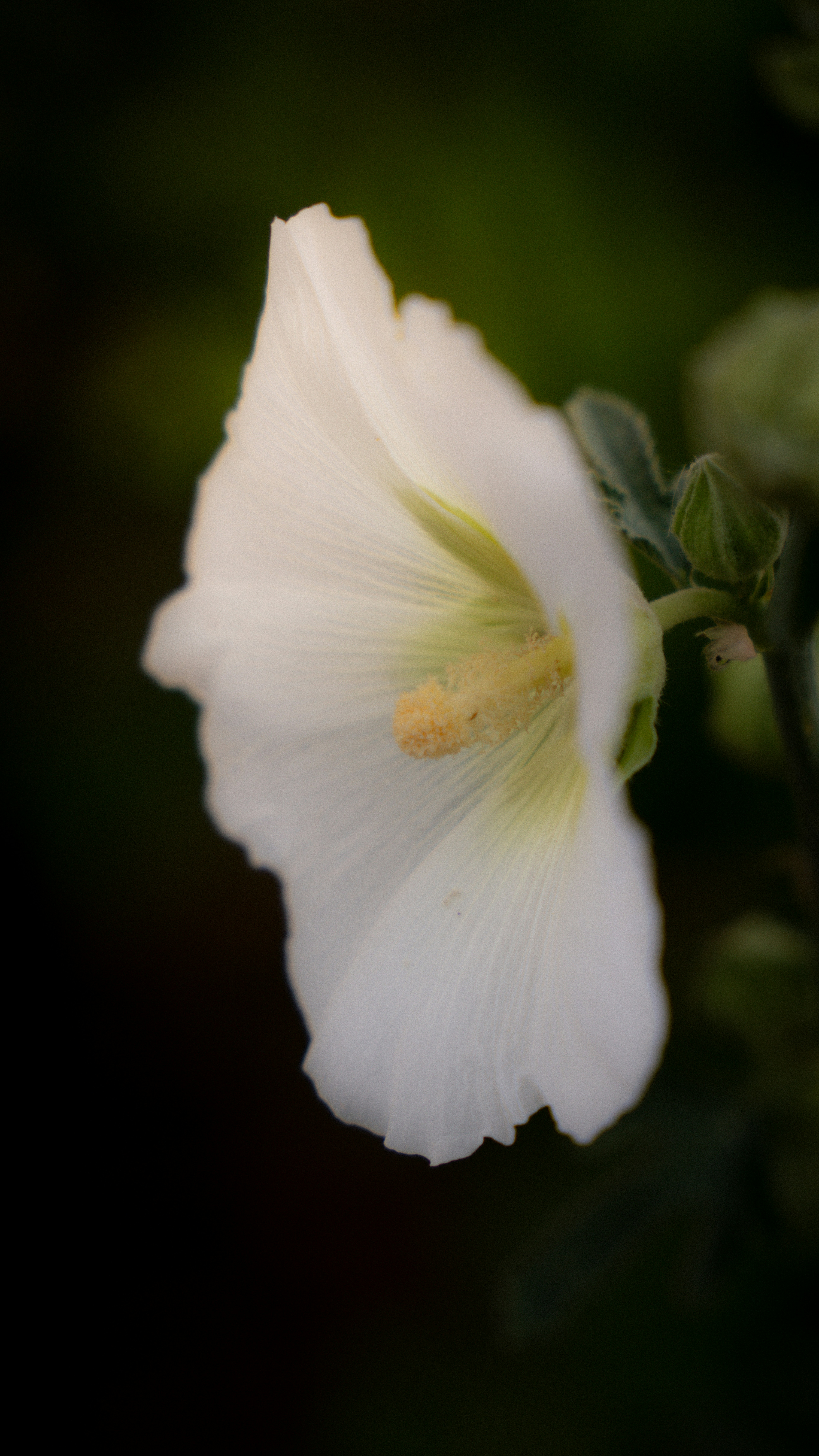 A single white hollyhock flower with a yellow stamen against a dark background.