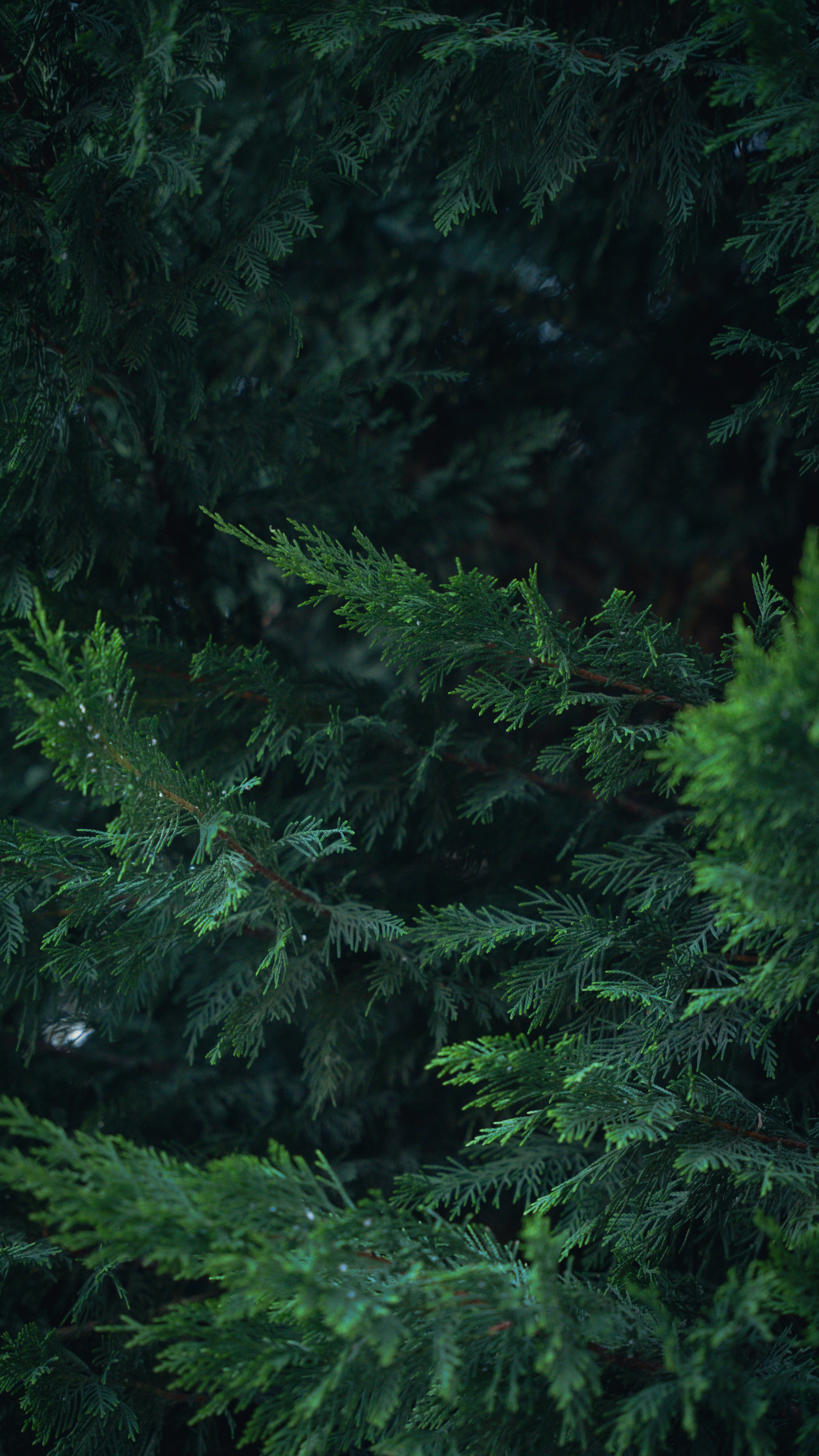 Verdant Veil: A close-up of evergreen needles in muted forest light