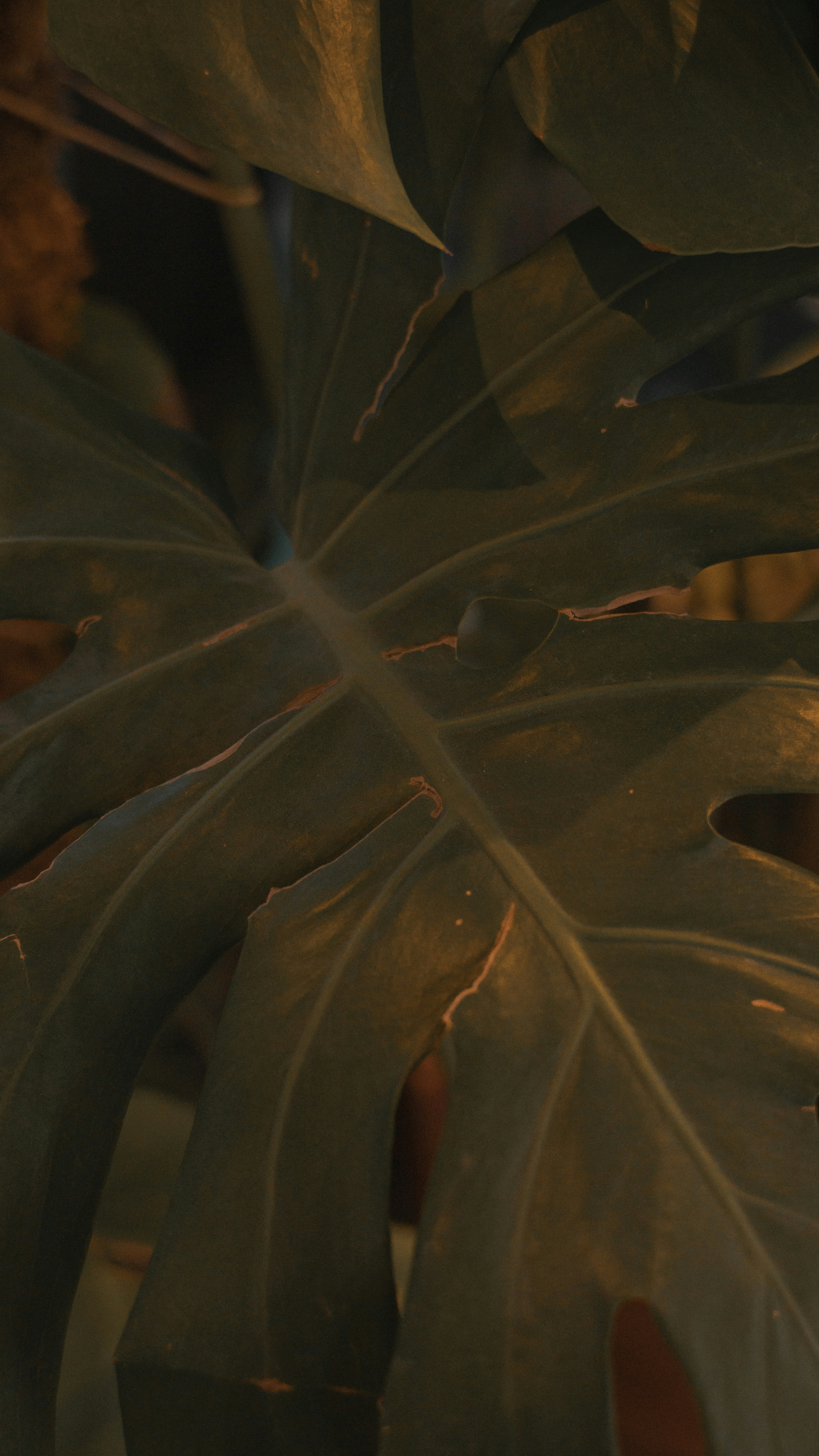 Shadowed Fronds: A Deep-green Close-Up Under Dim Light