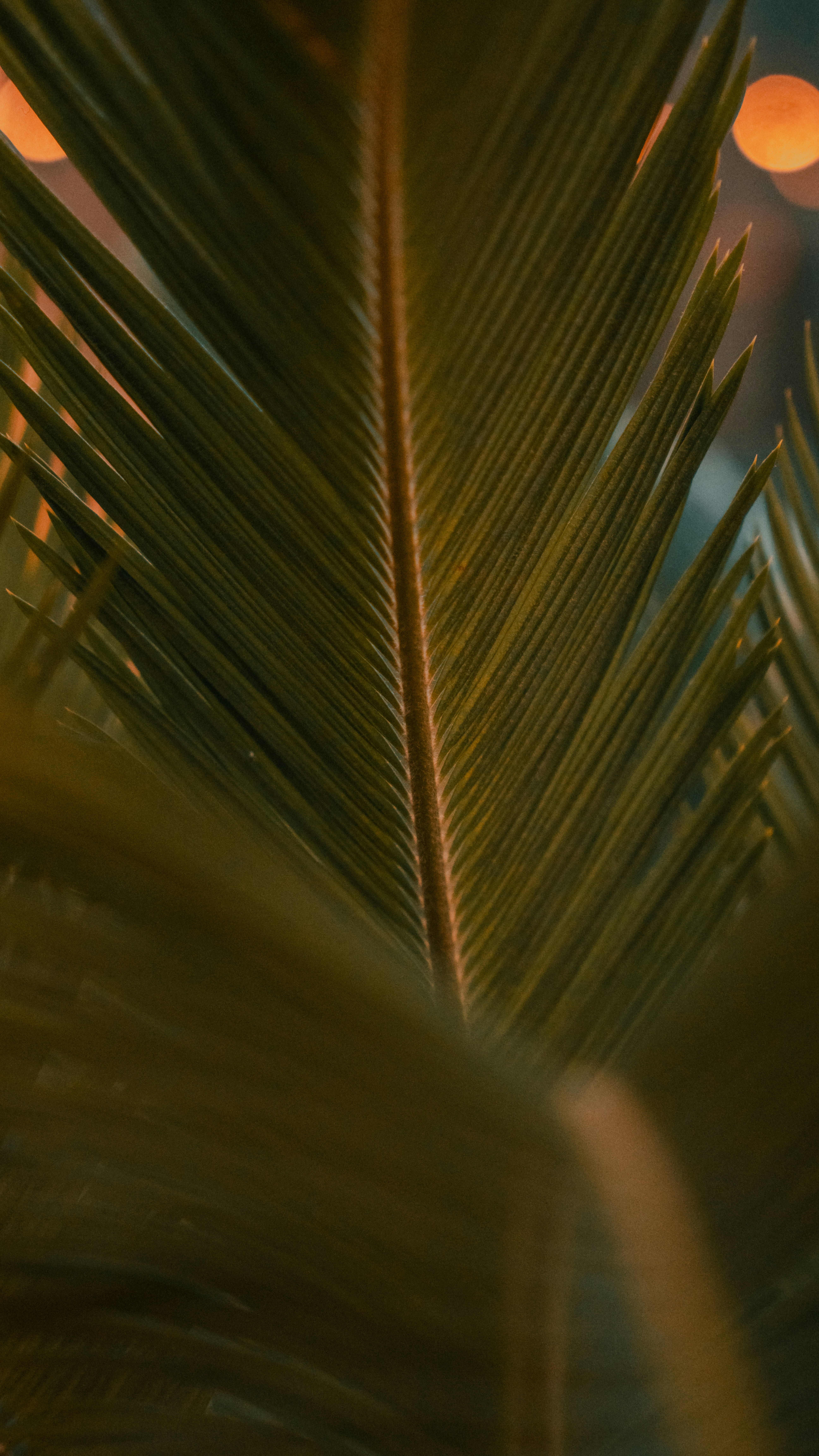 Fronds of Warm Light: A Close-Up of Silky Palm Texture