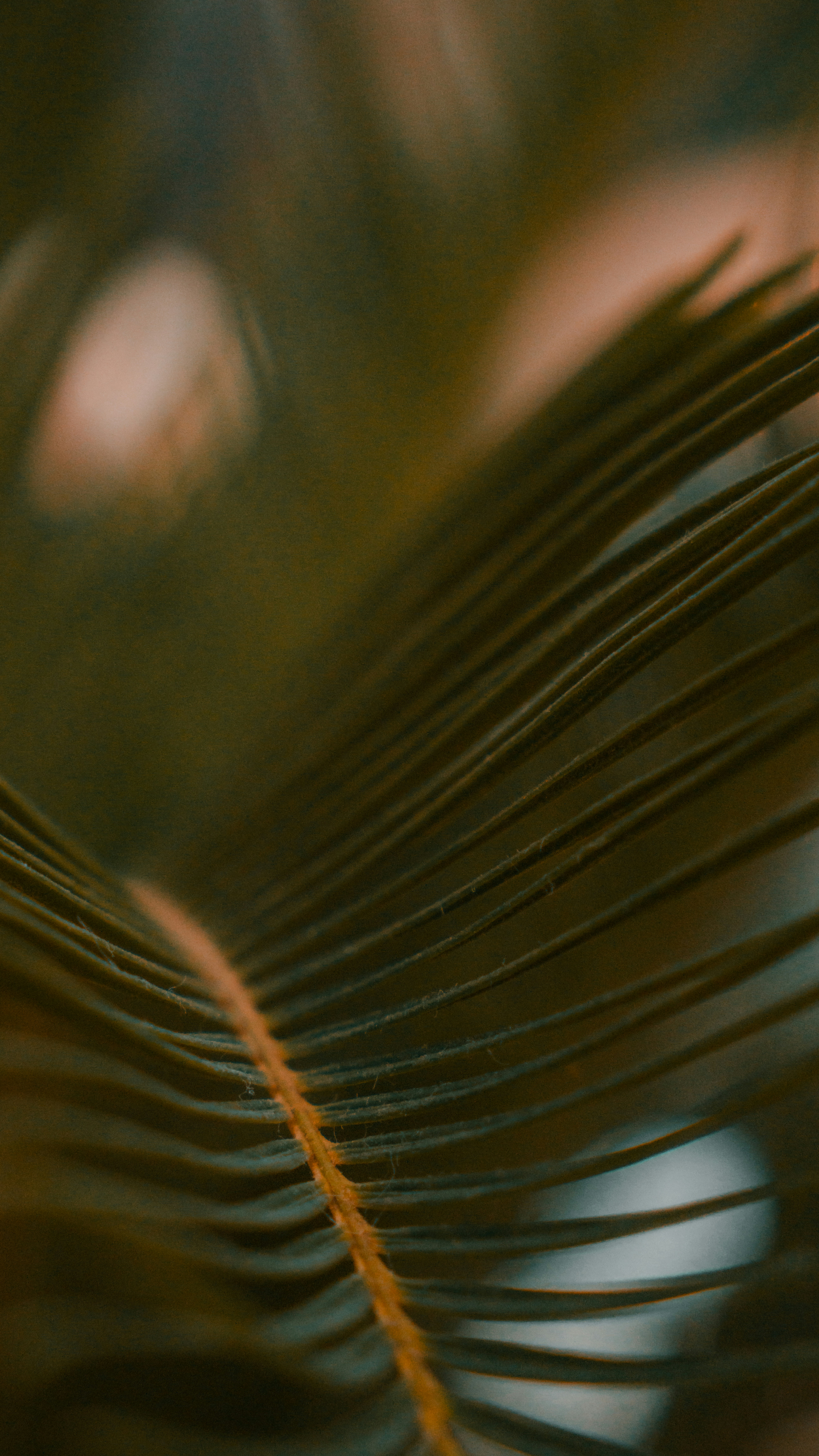 Curved Lines of Light: An Abstract Pine Needle Close-Up