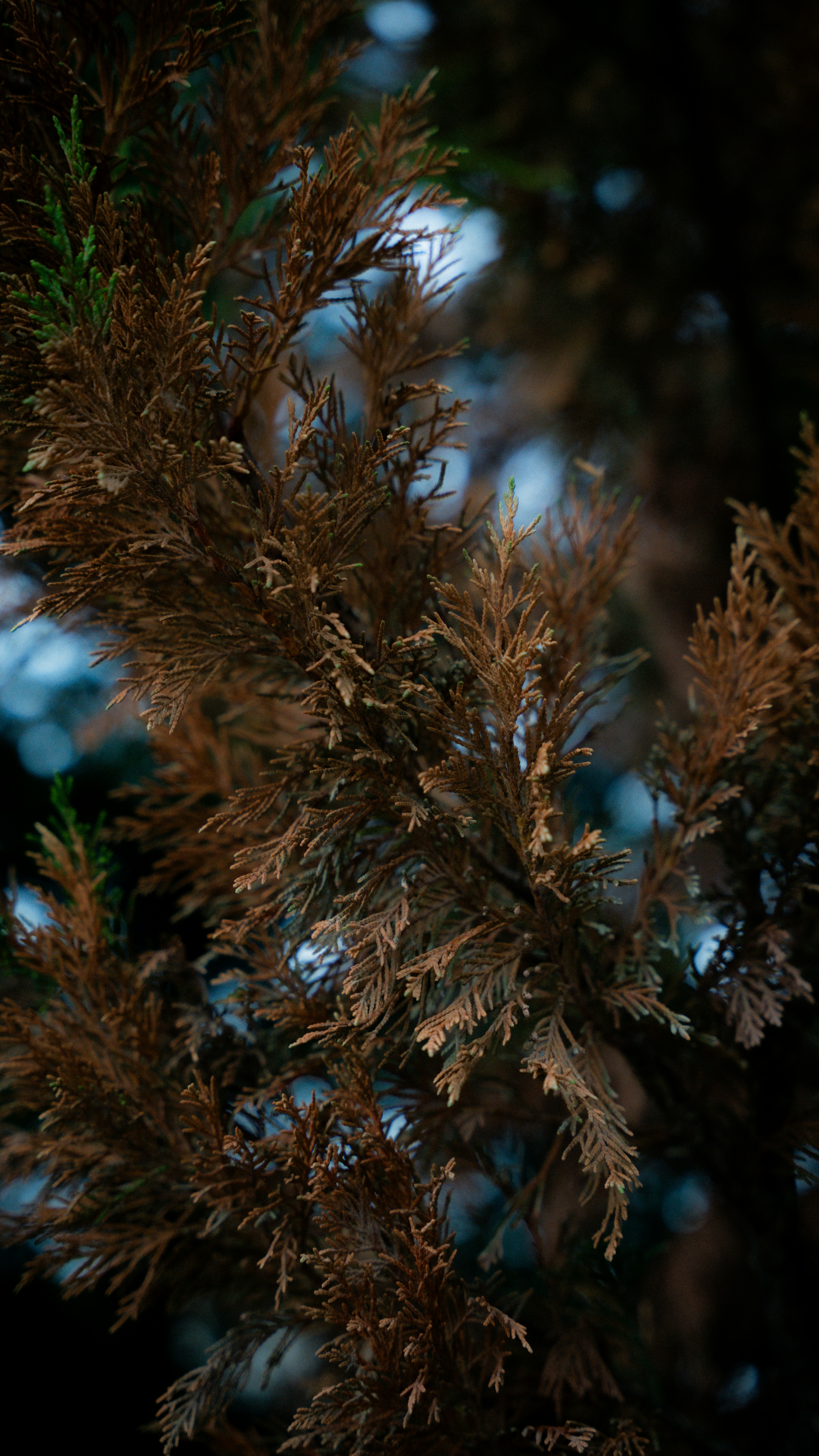 Cedar Branches in Quiet Backlight