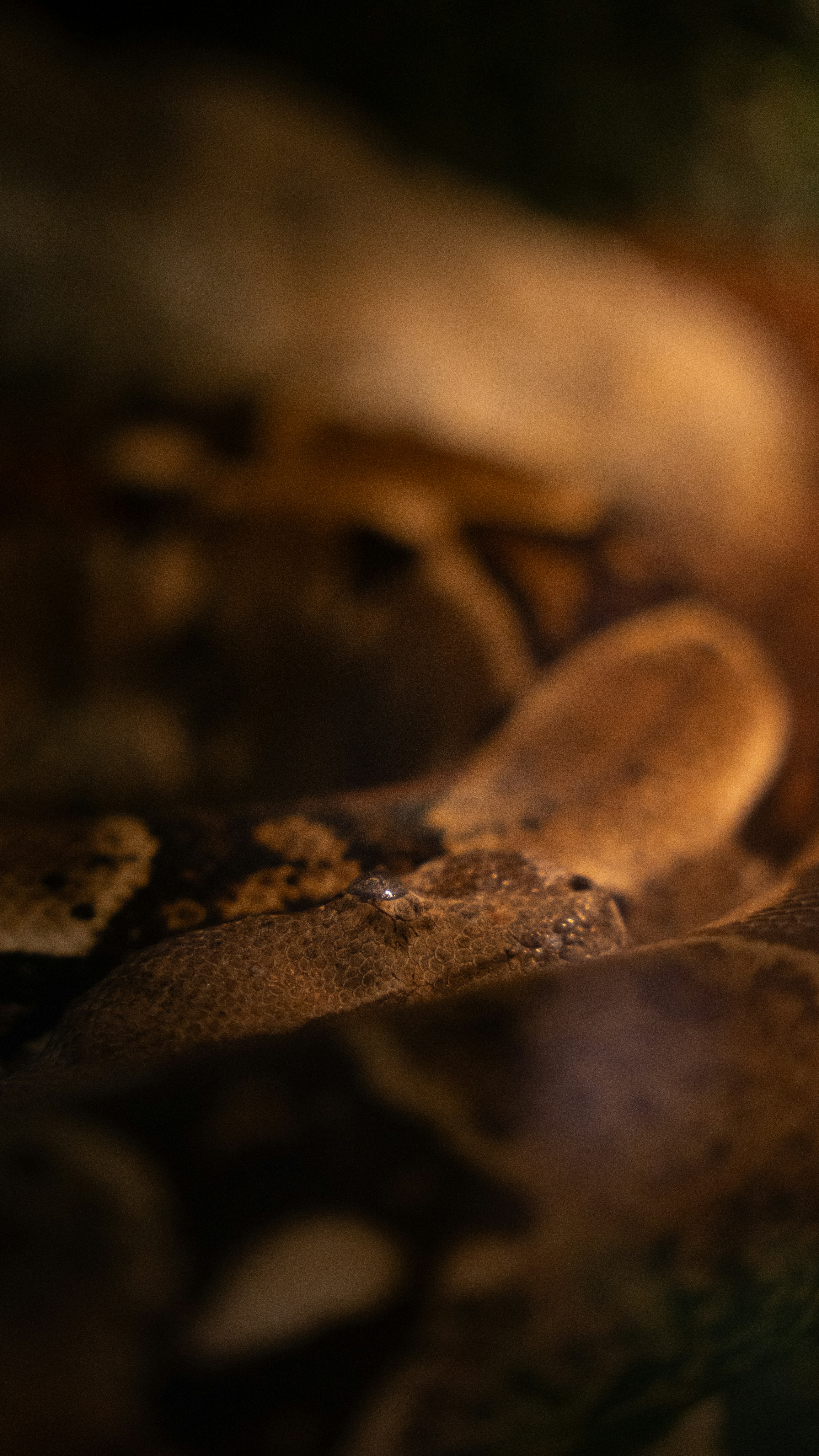 Hidden Texture: A Macro Glimpse into Dark, Warm Maquillage of Orbicular Forms
