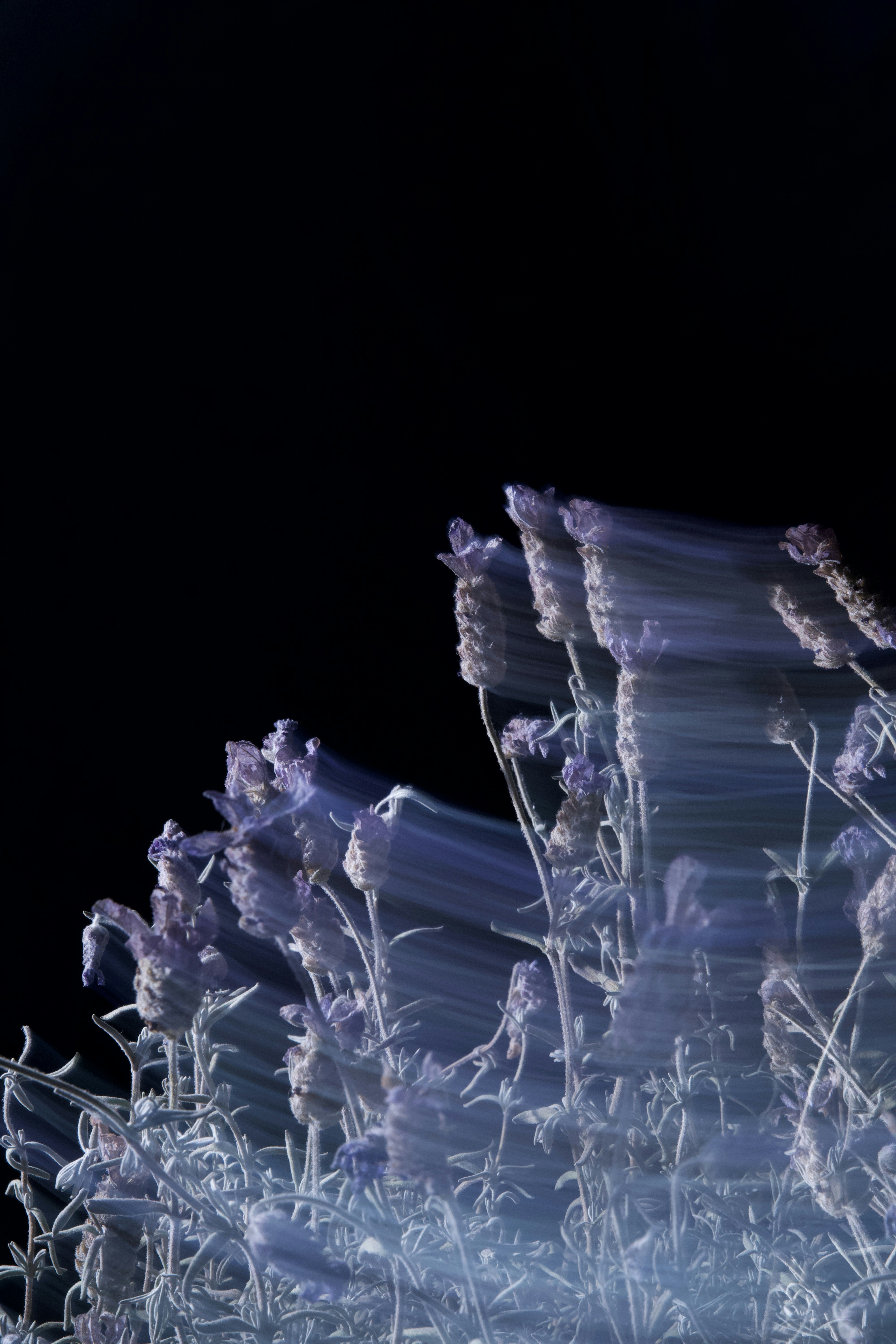 Veil of Lavender: Ethereal Flora in Starlit Silence