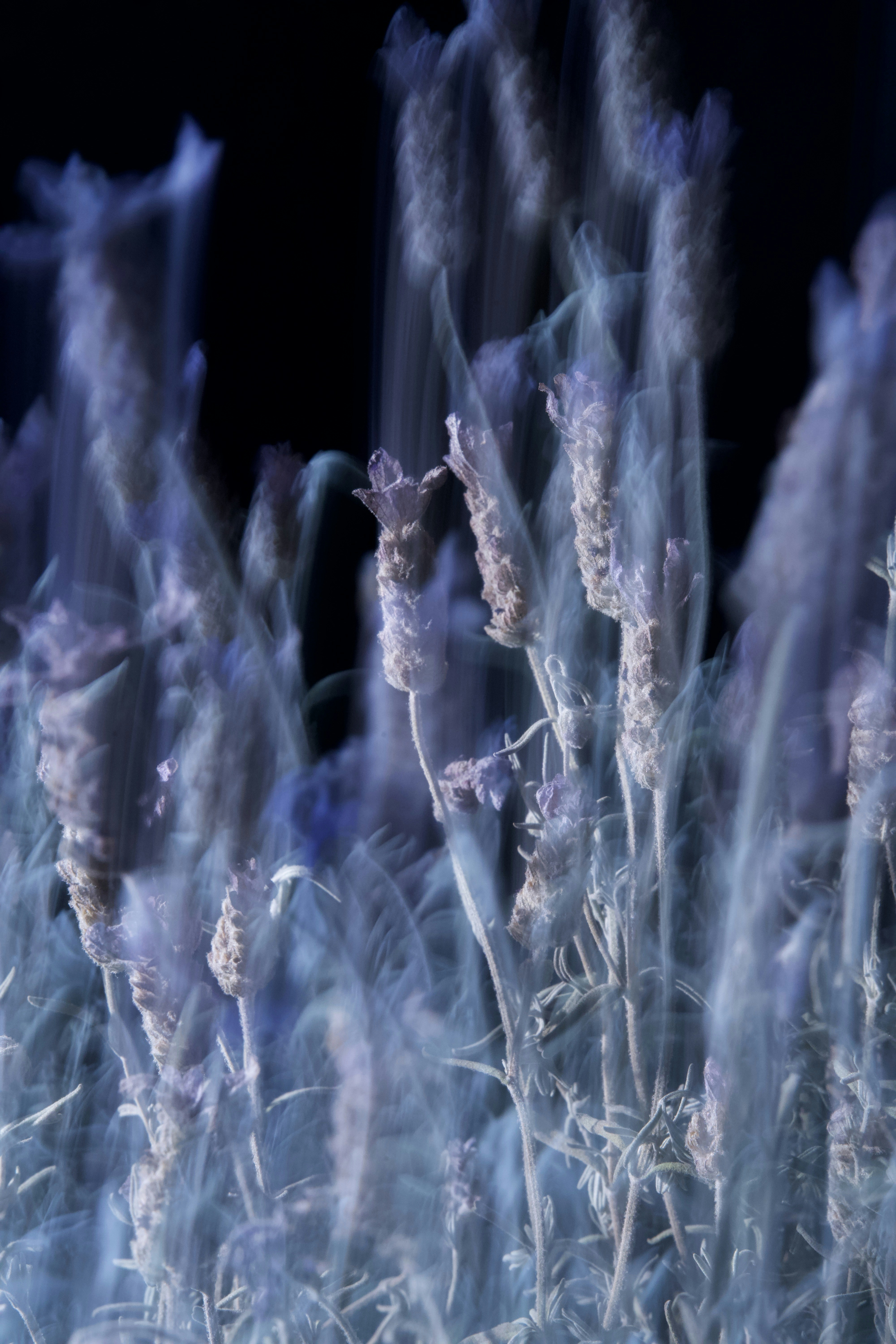 Ghostly Field: Lavender Blades in Soft Focus Night