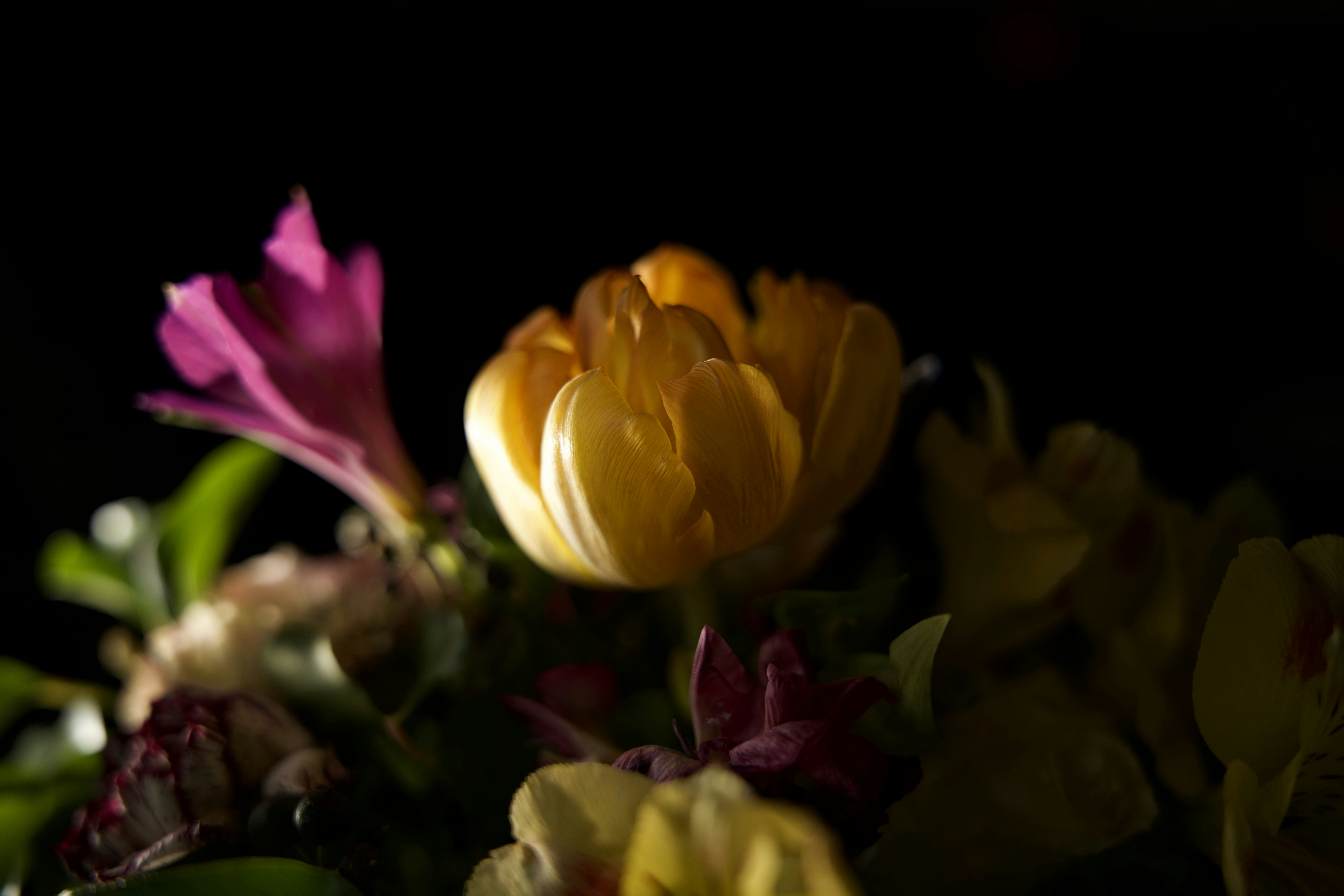 Golden Tulip Centerpiece in Night Bloom