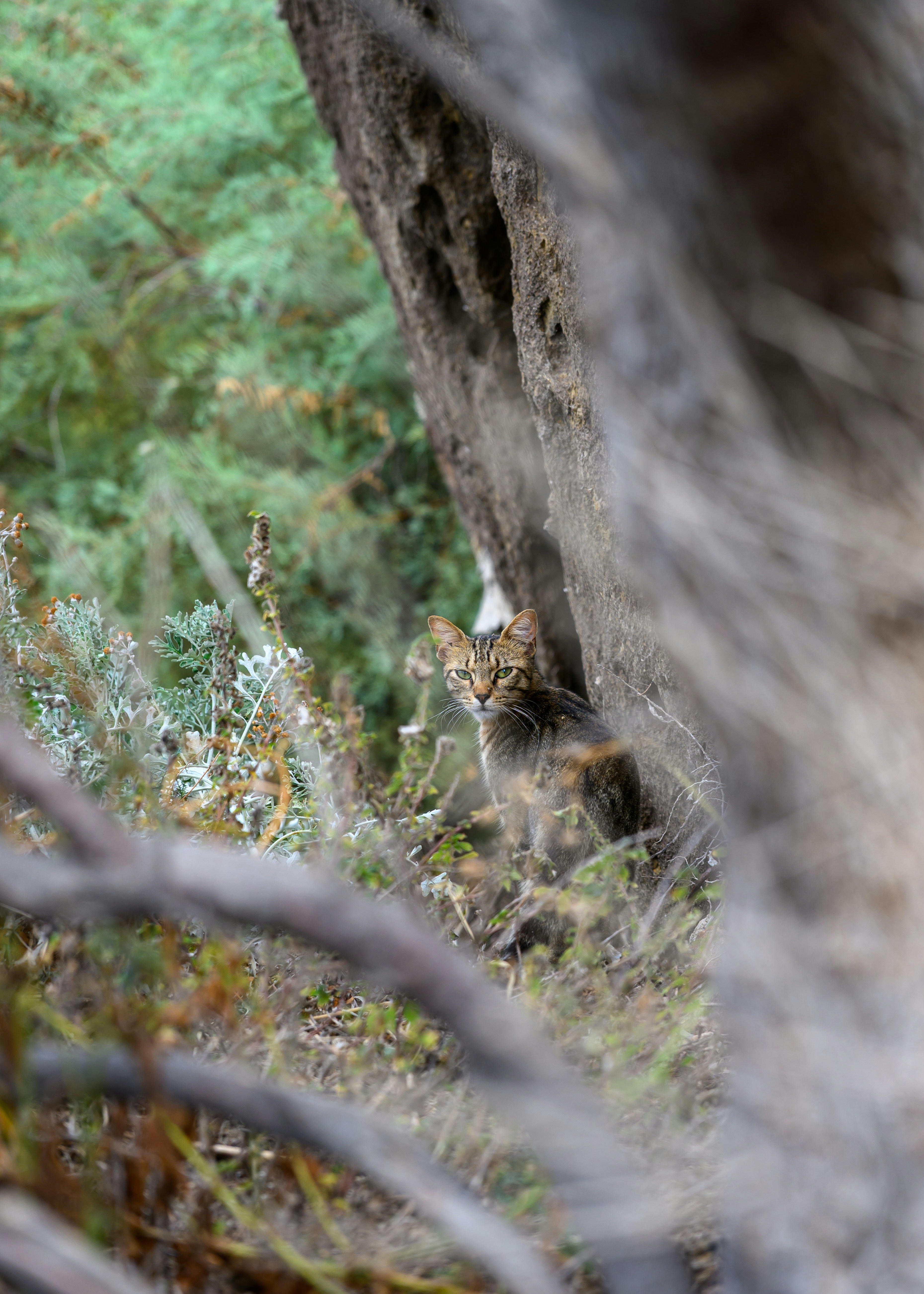 Hidden Observer: a wary cat peers from the shaded shrubbery
