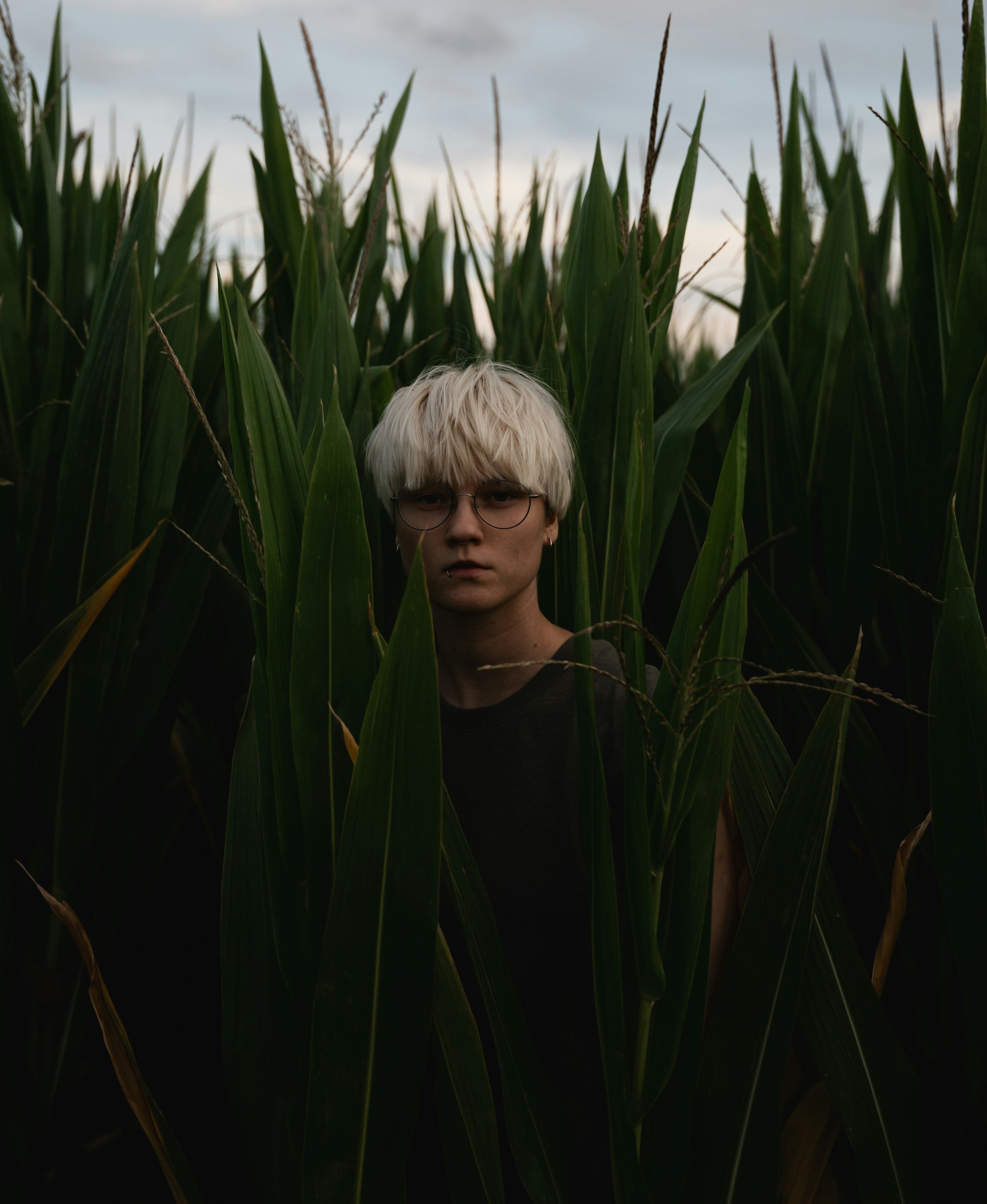 Between Cornfield and Quiet Gaze