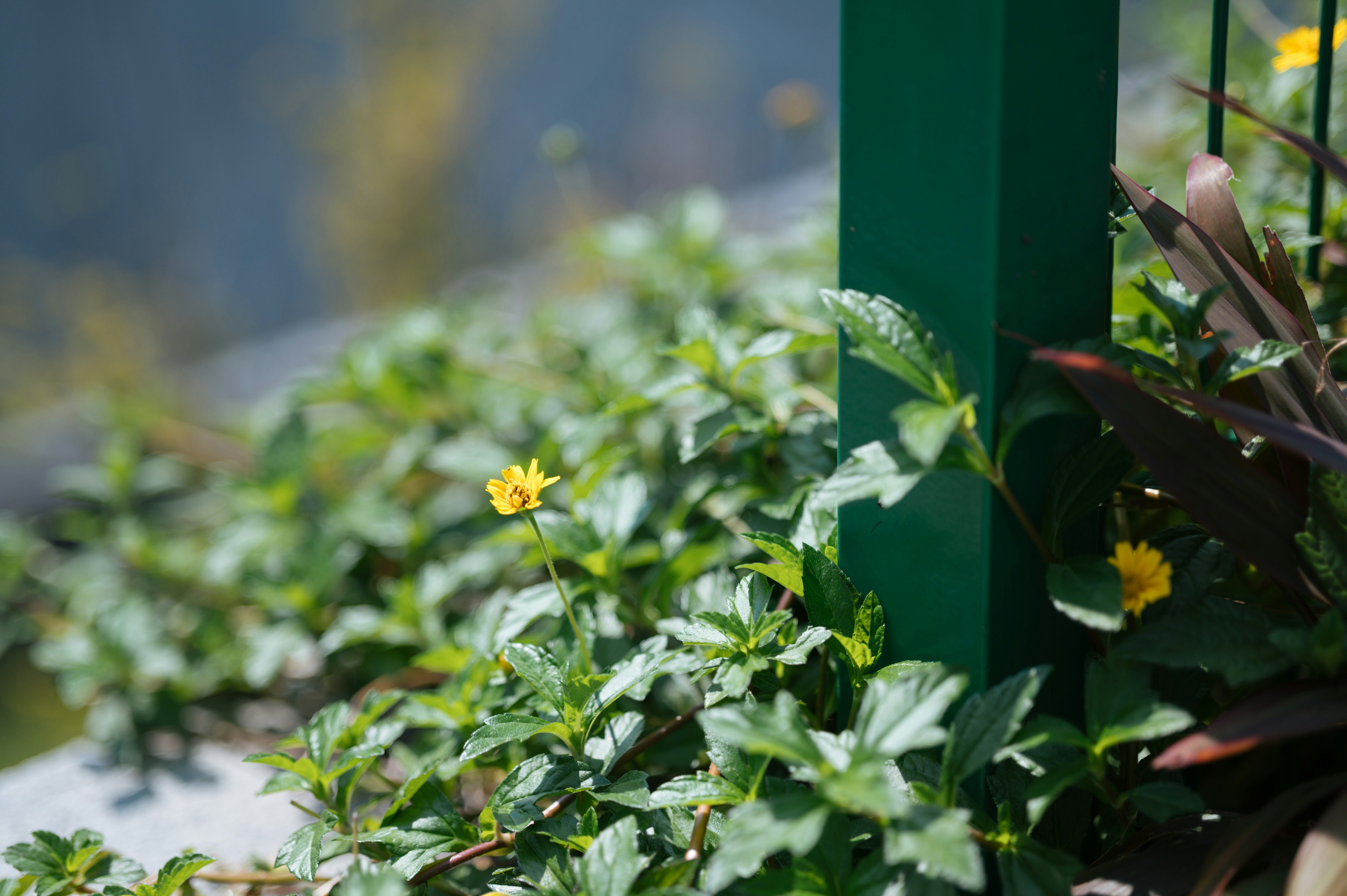 A Gentle Yellow Bloom Anchored by a Green Post