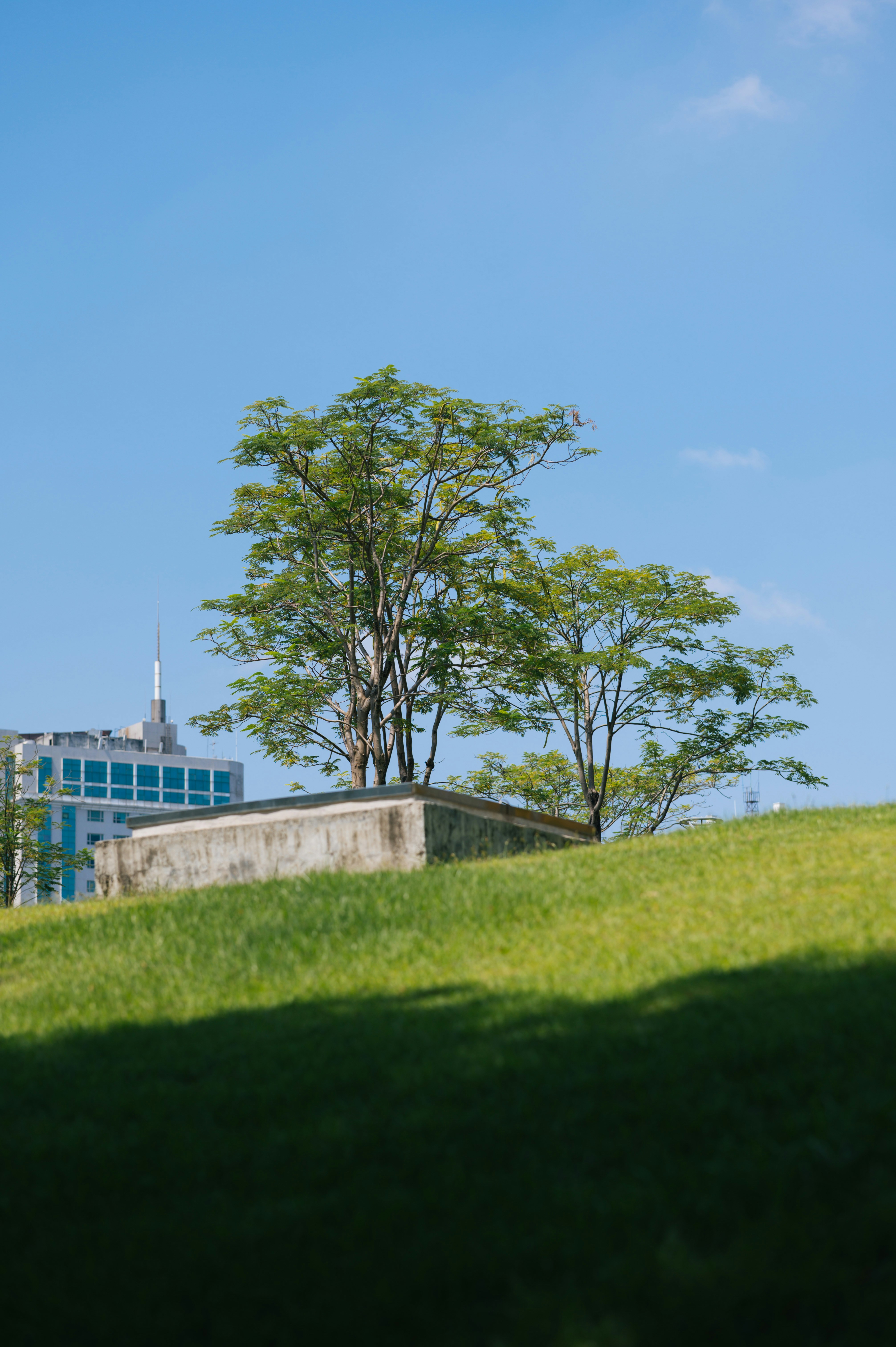 The Skyline Edge: Trees on a Concrete Terrace Against a Clear Blue