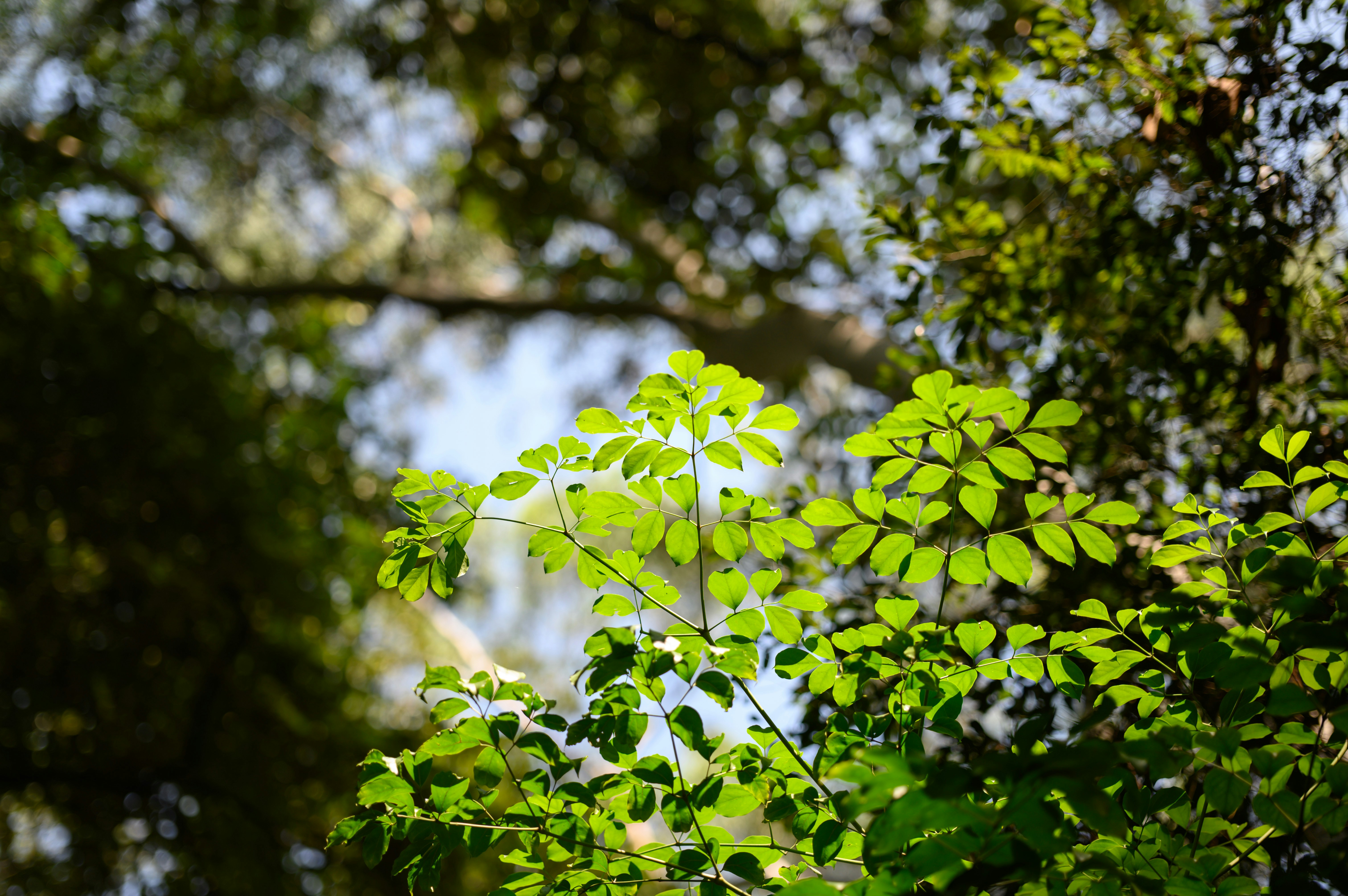 Sunlit Leaves in a Quiet Glade