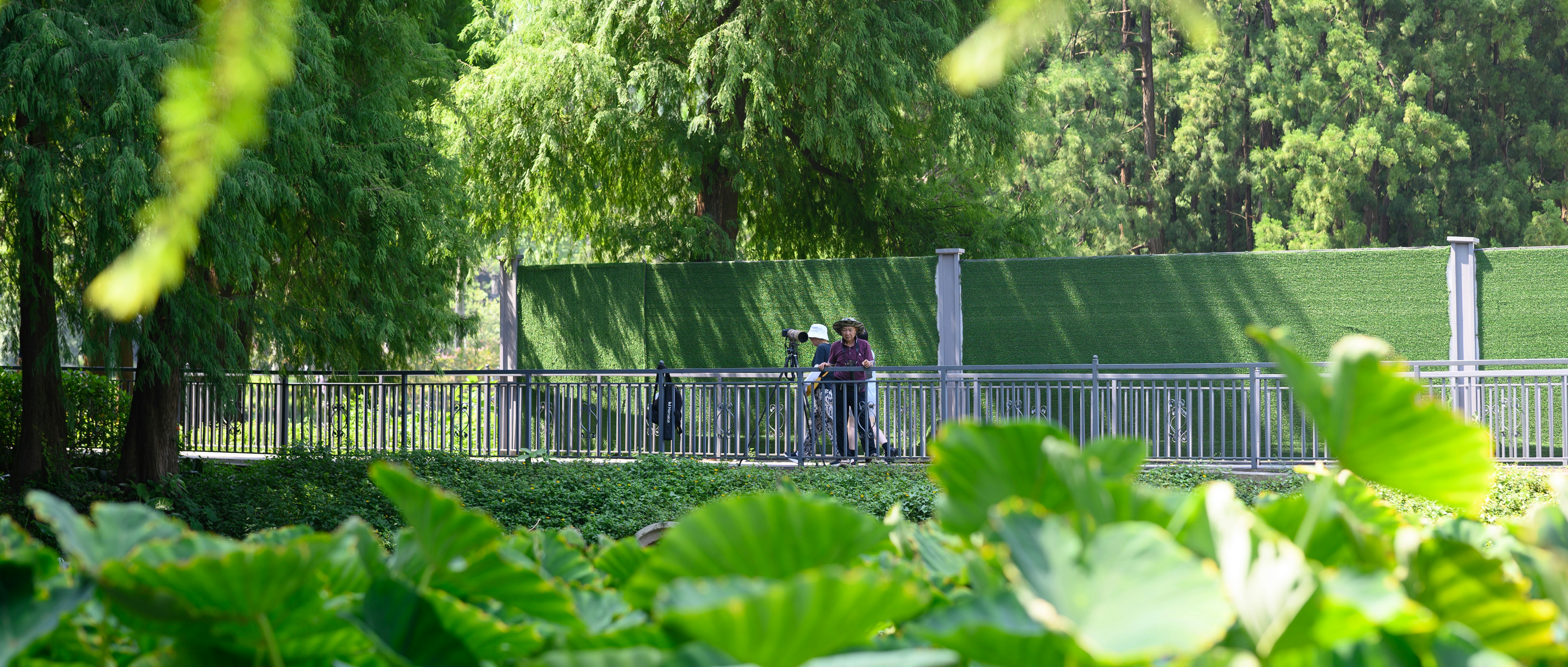 Lush Park Fence: People in the Distance Behind a Green Curtain