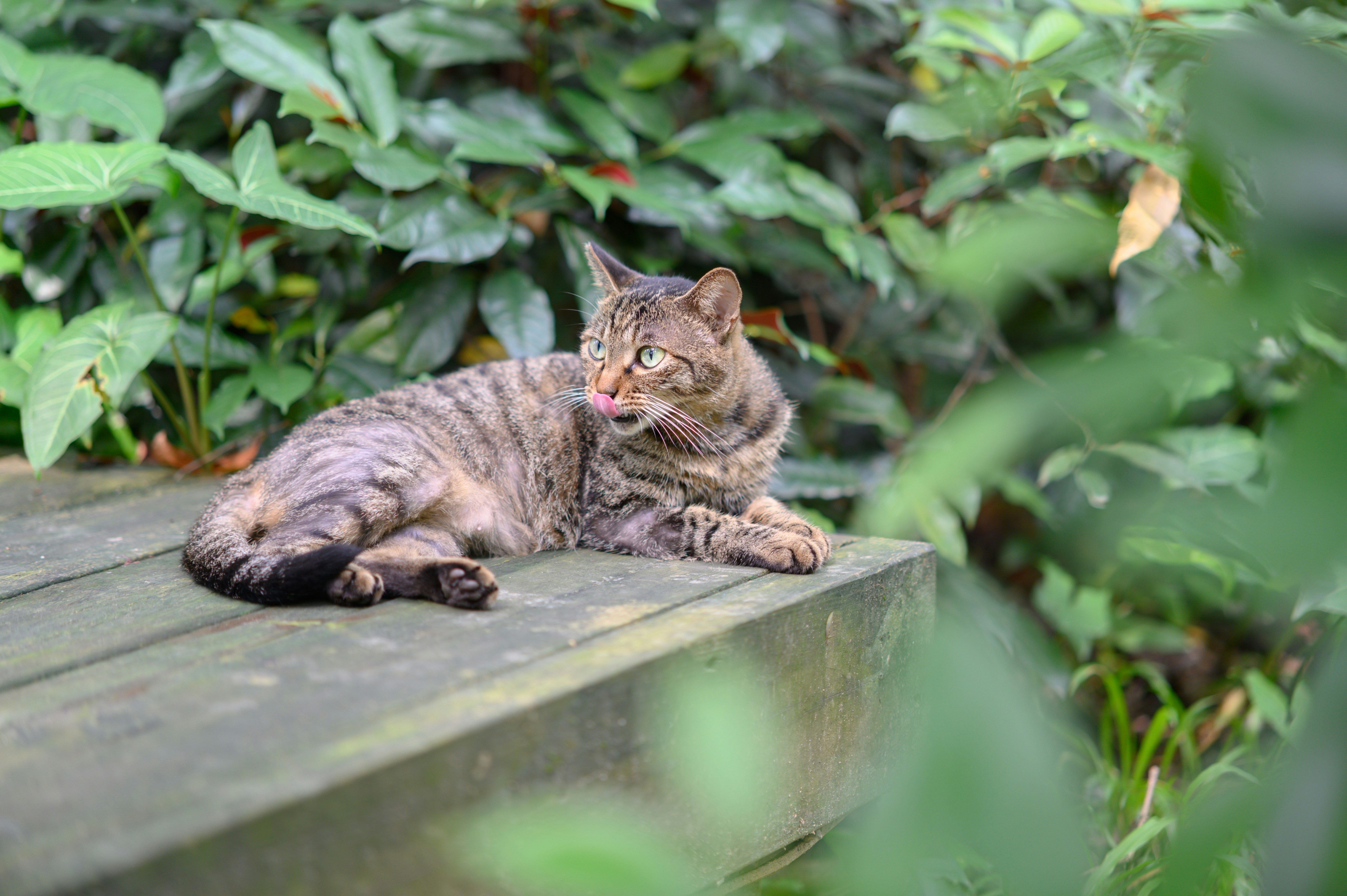 Lounge in the Green Corridor: A Cat Reposes on a Weathered Wooden Step