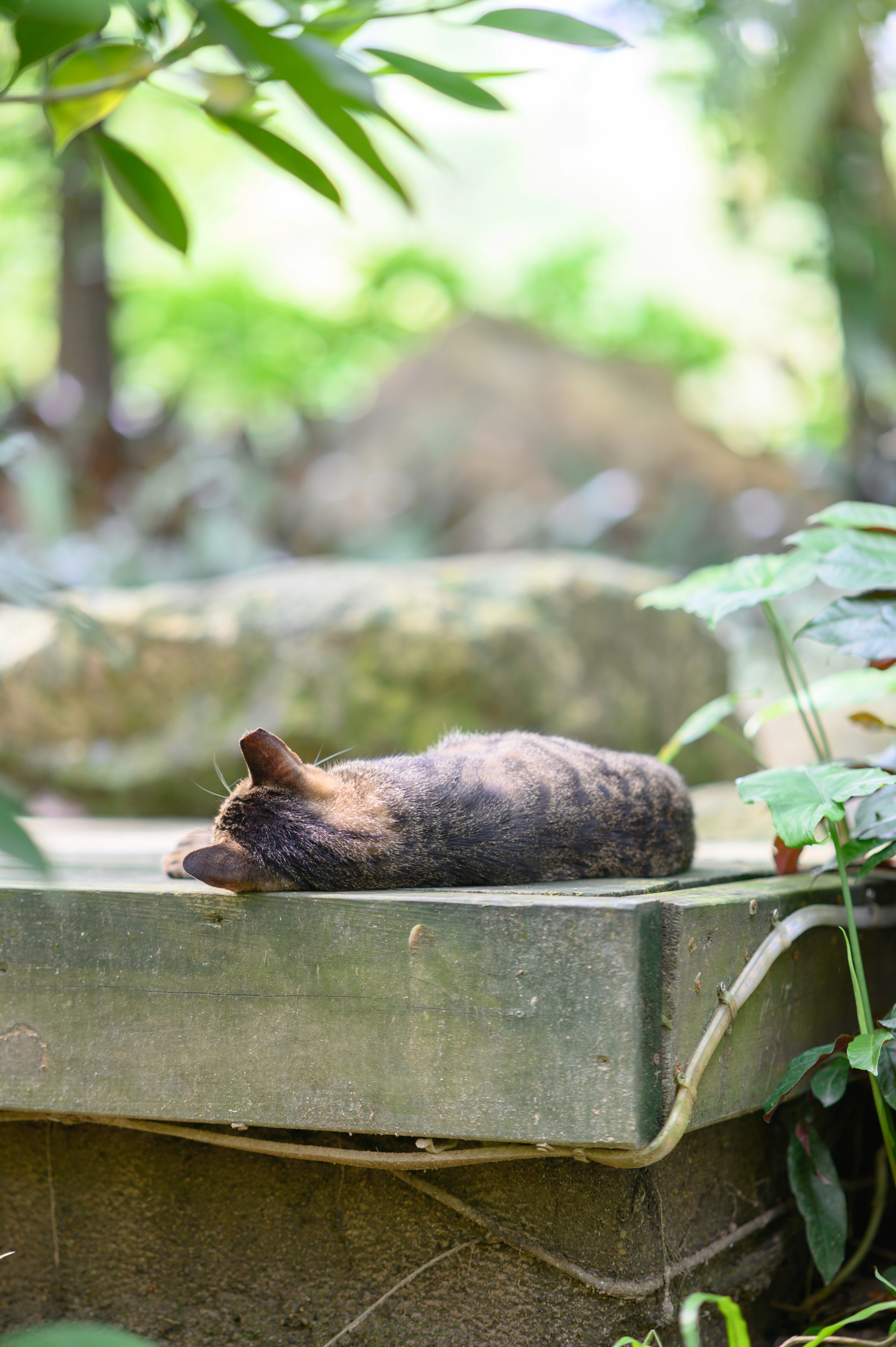 Midday Recline: Lazily Sunlit Tabby on a Garden Platform