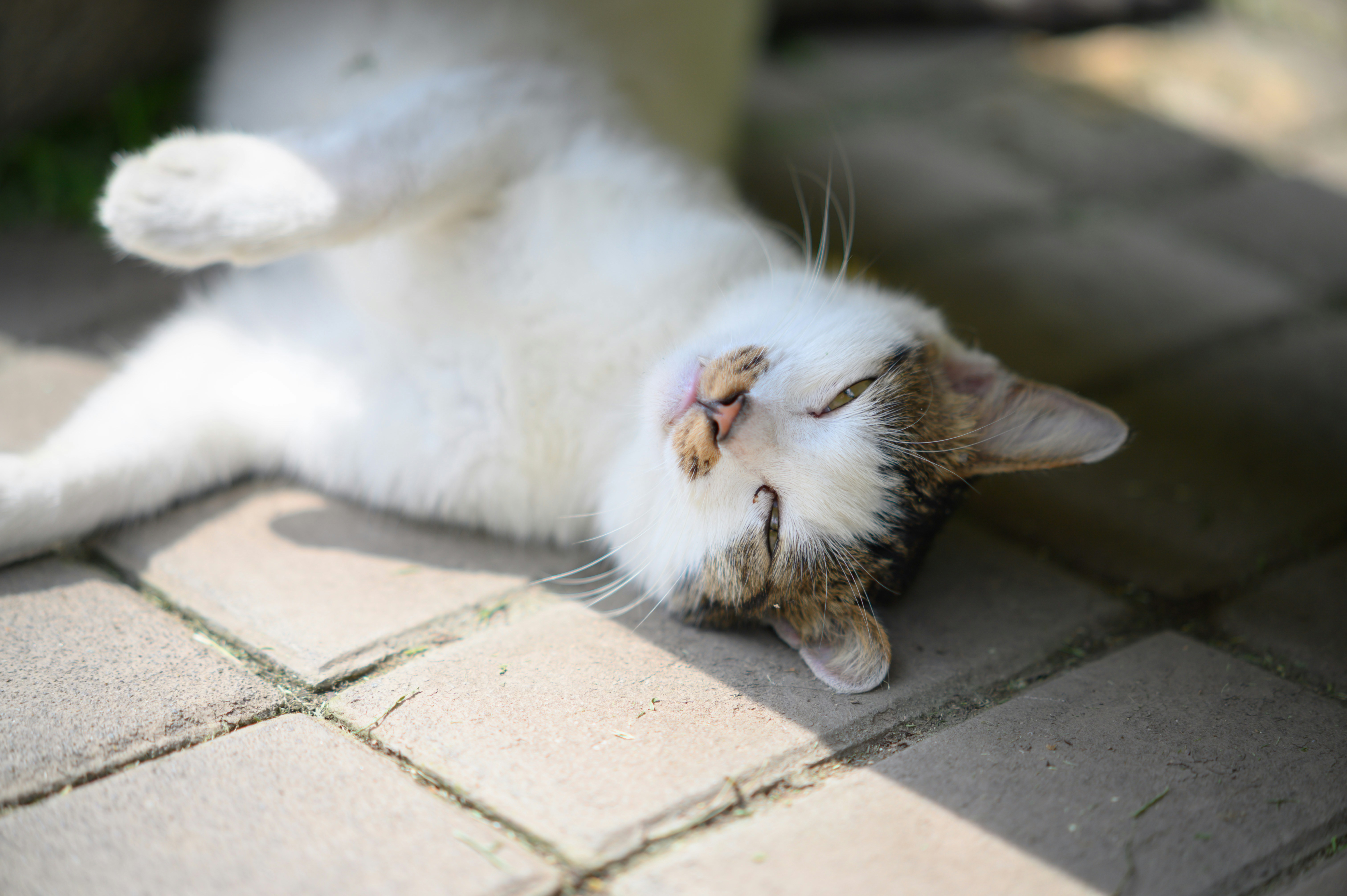 Sunlit nap: a relaxed cat enjoying warm patio tiles