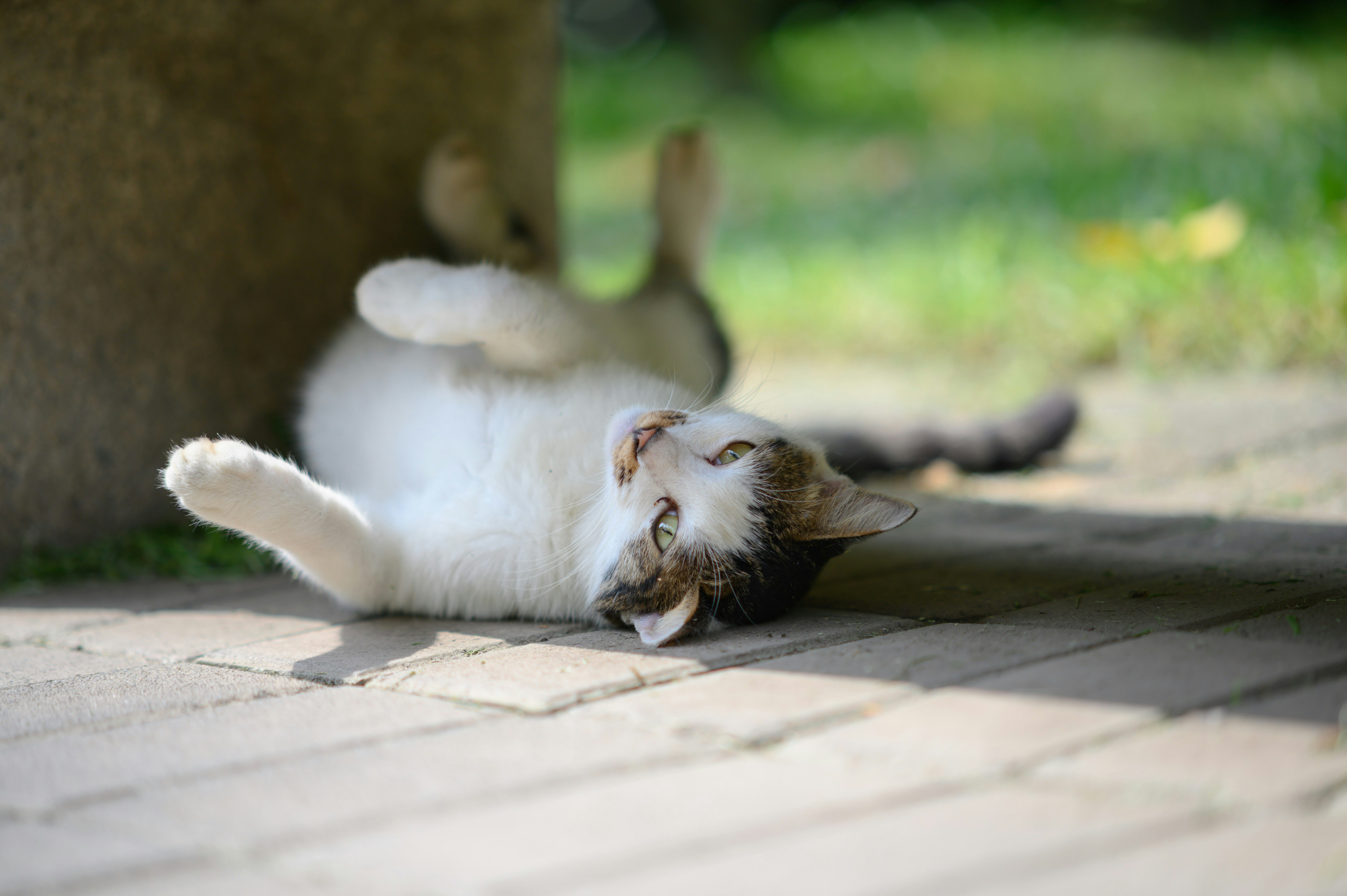 Sunlit Cat Revels in a Shadowed Patioscape