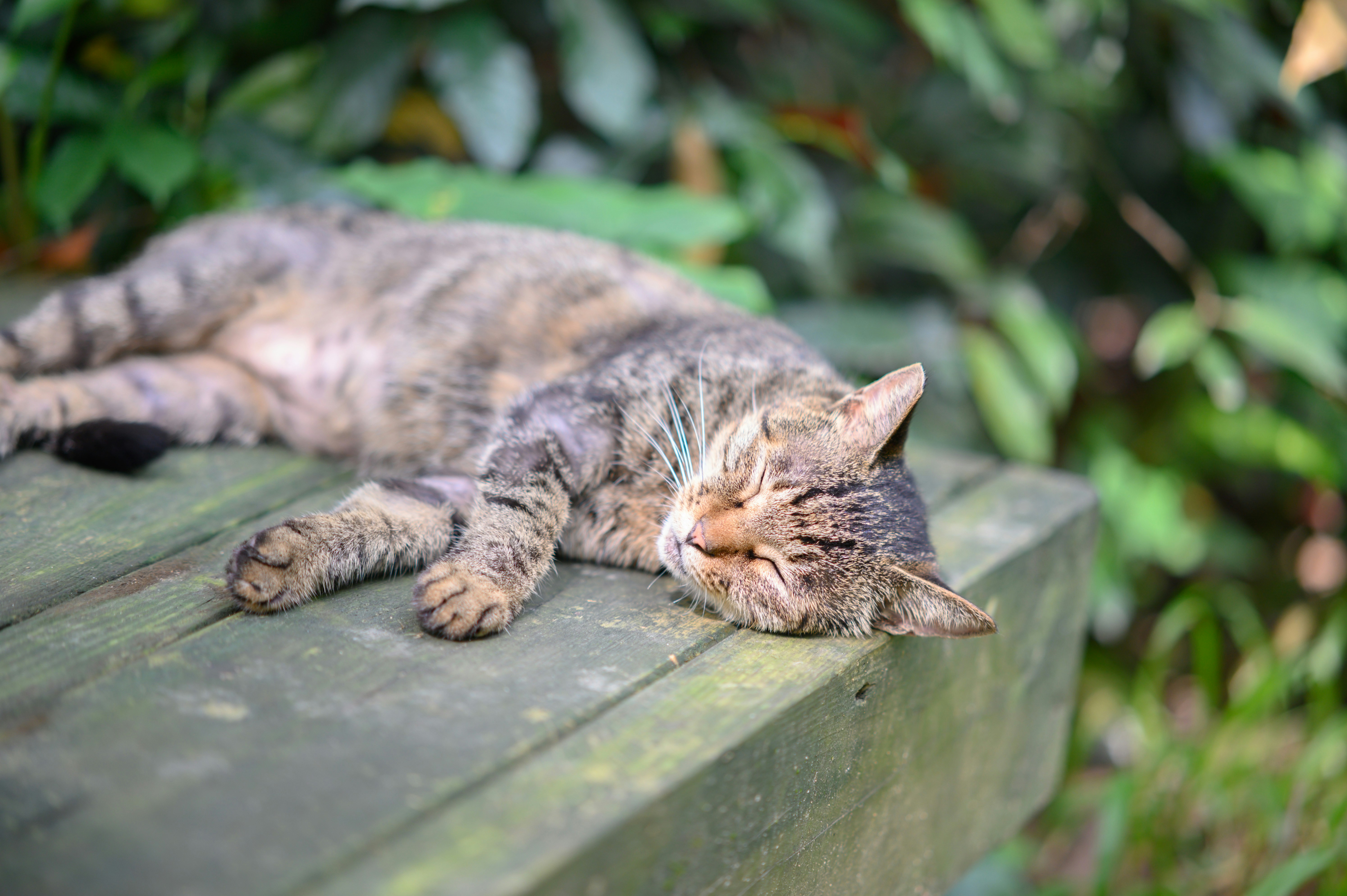 Nap under the late-afternoon sun on a weathered wooden ledge