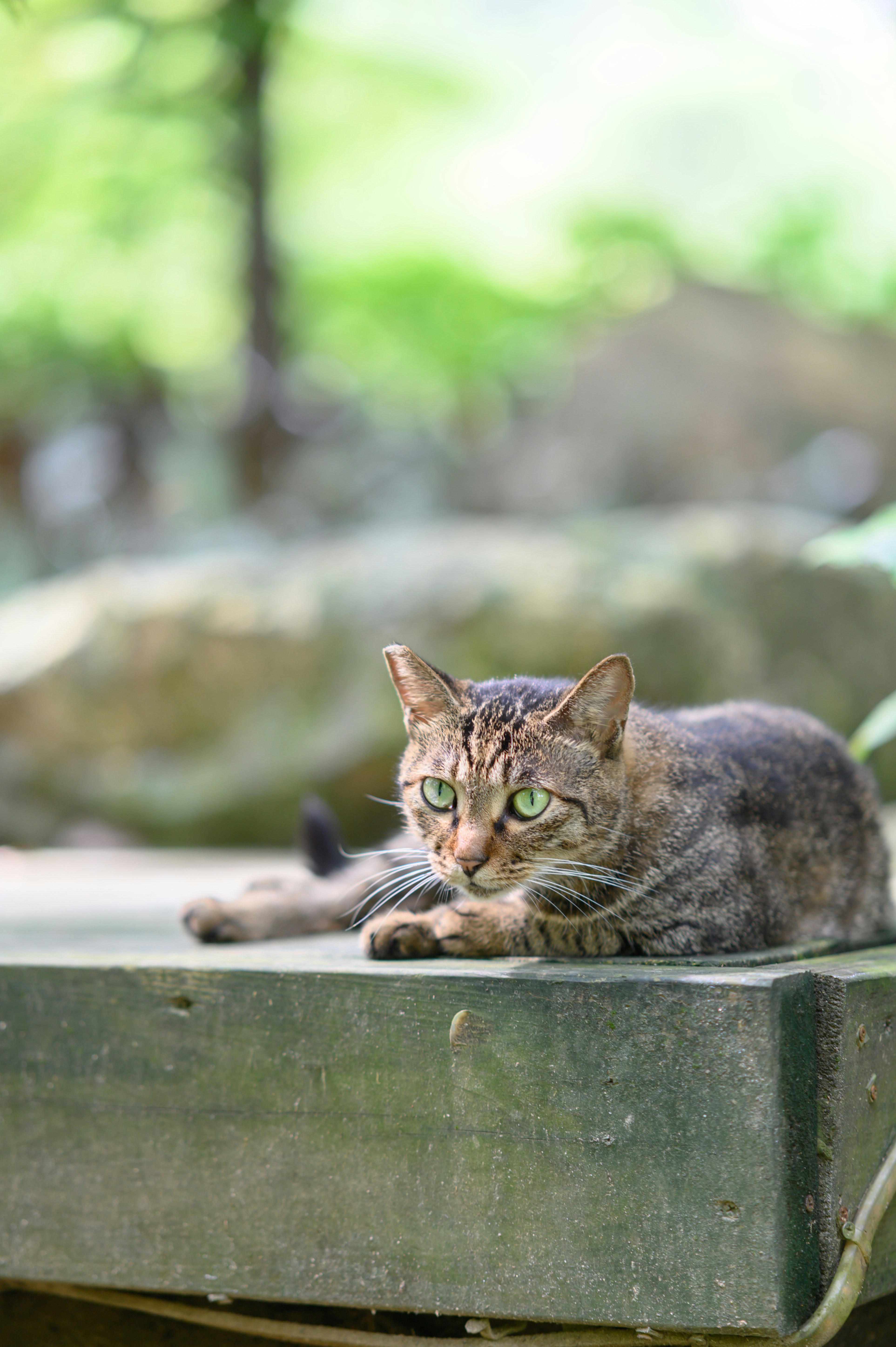 Meadow-stone Watch: A Cat Lays in Quiet Dappled Light