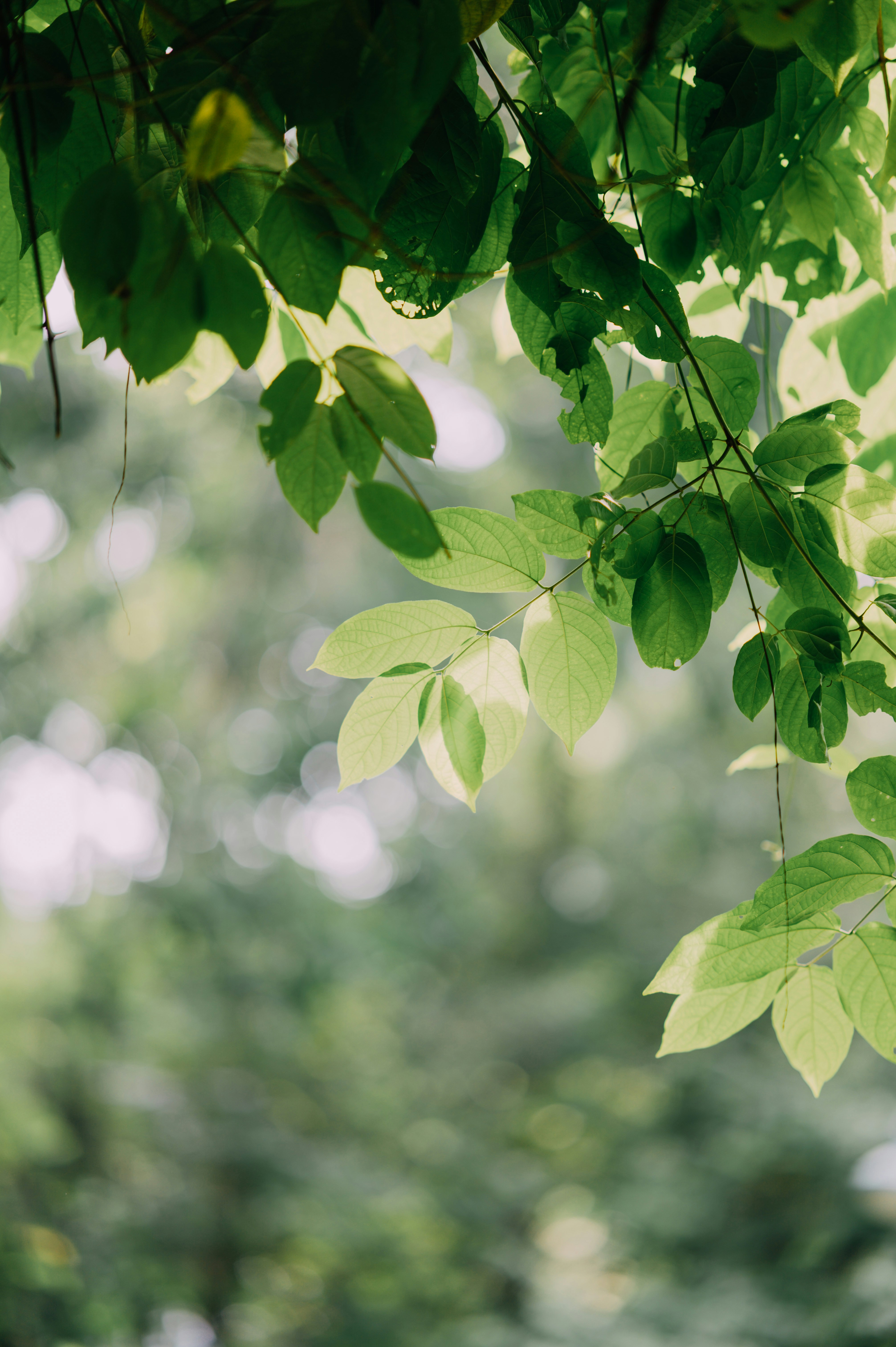 Sunlit Foliage: Delicate Leaves in Quiet Green Light