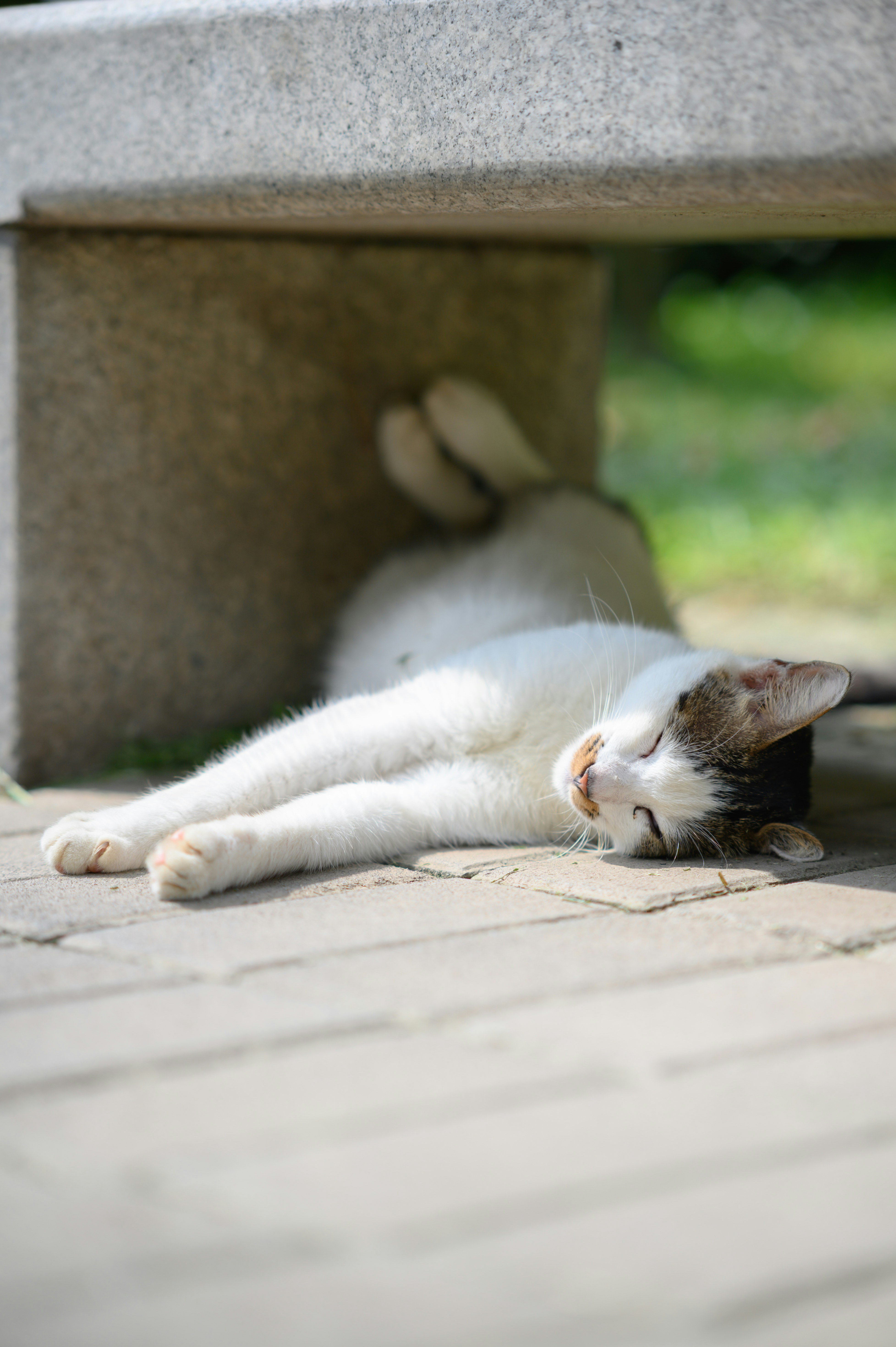 Sunlit Whimsy: a cat stretches into a lazy afternoon under a stone bench