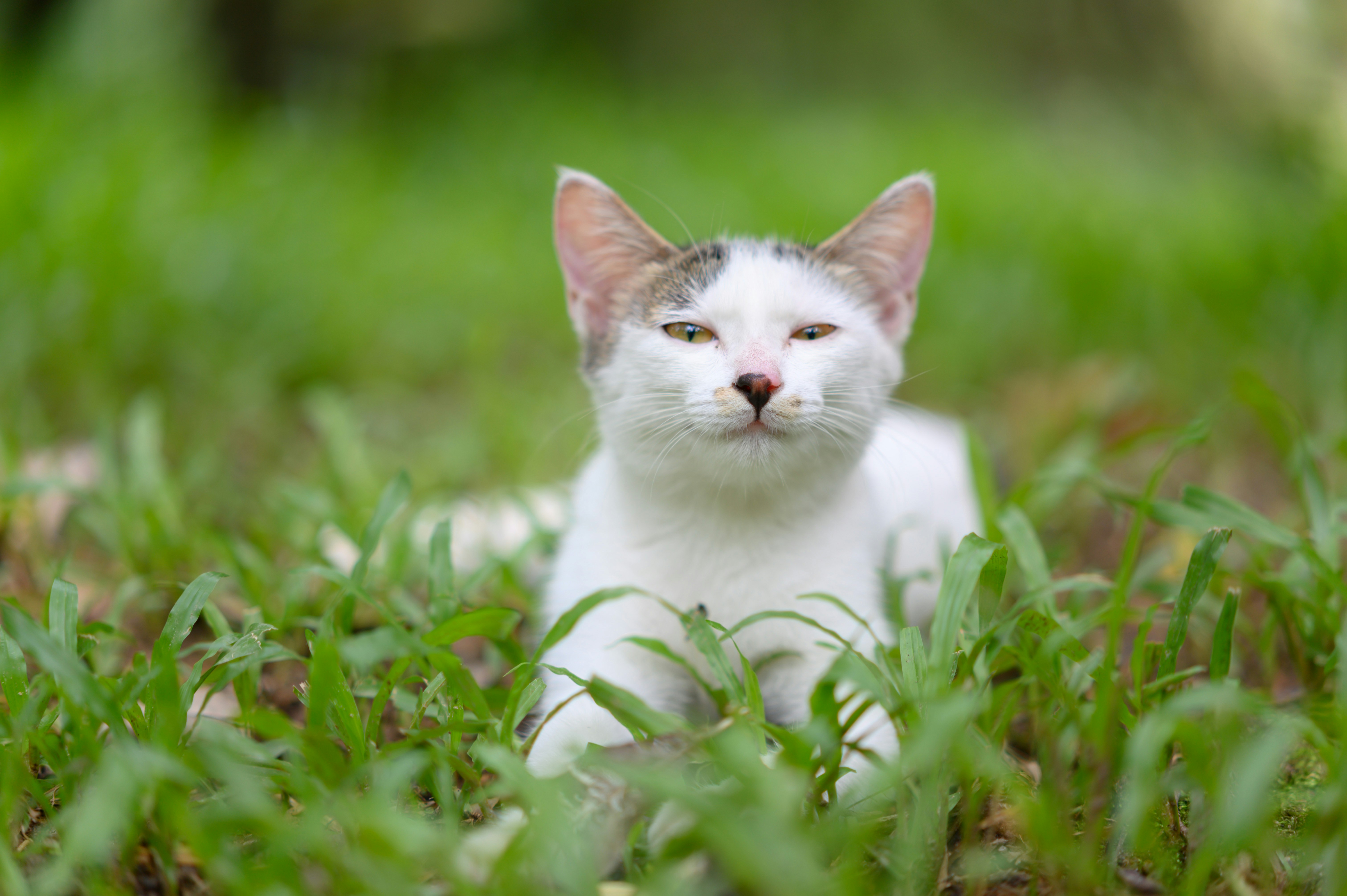 Centered Feline in a Sunlit Grass Frame