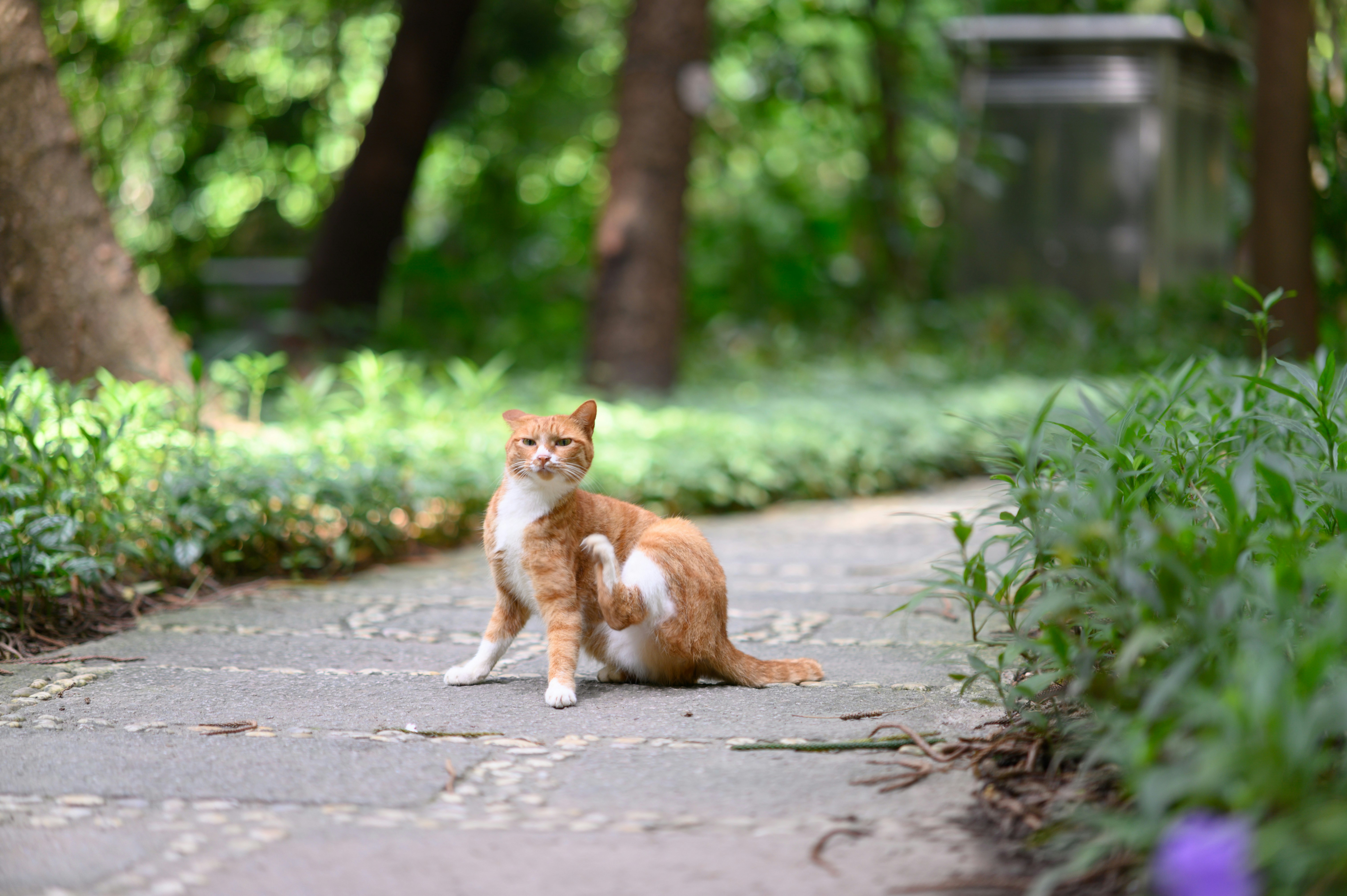 Sunny-Spot Stance: A Ginger Cat on a Garden Path