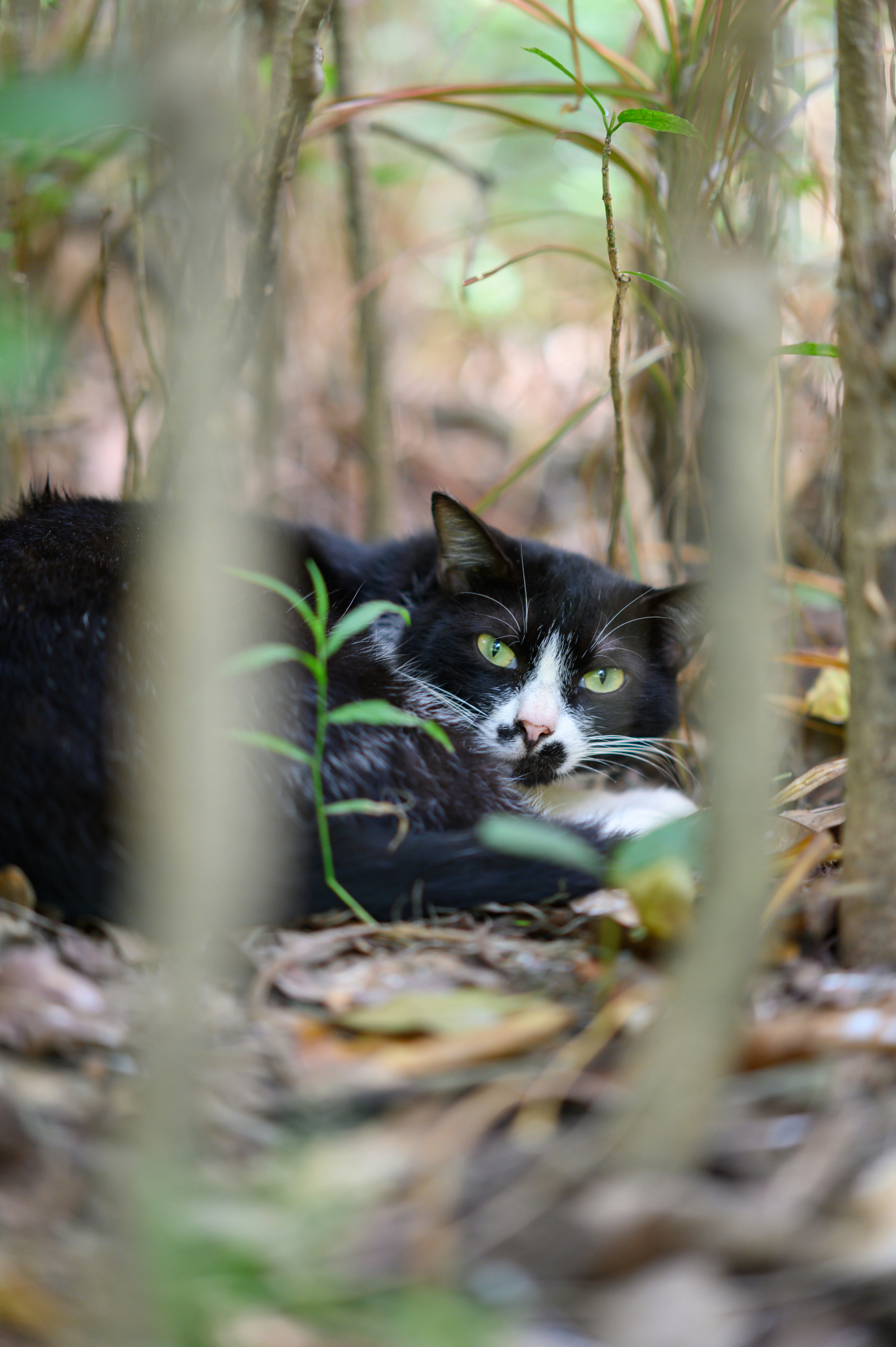 Hidden in the Ferns: A Green-Eyed Cat Lulled by the Forest Floor