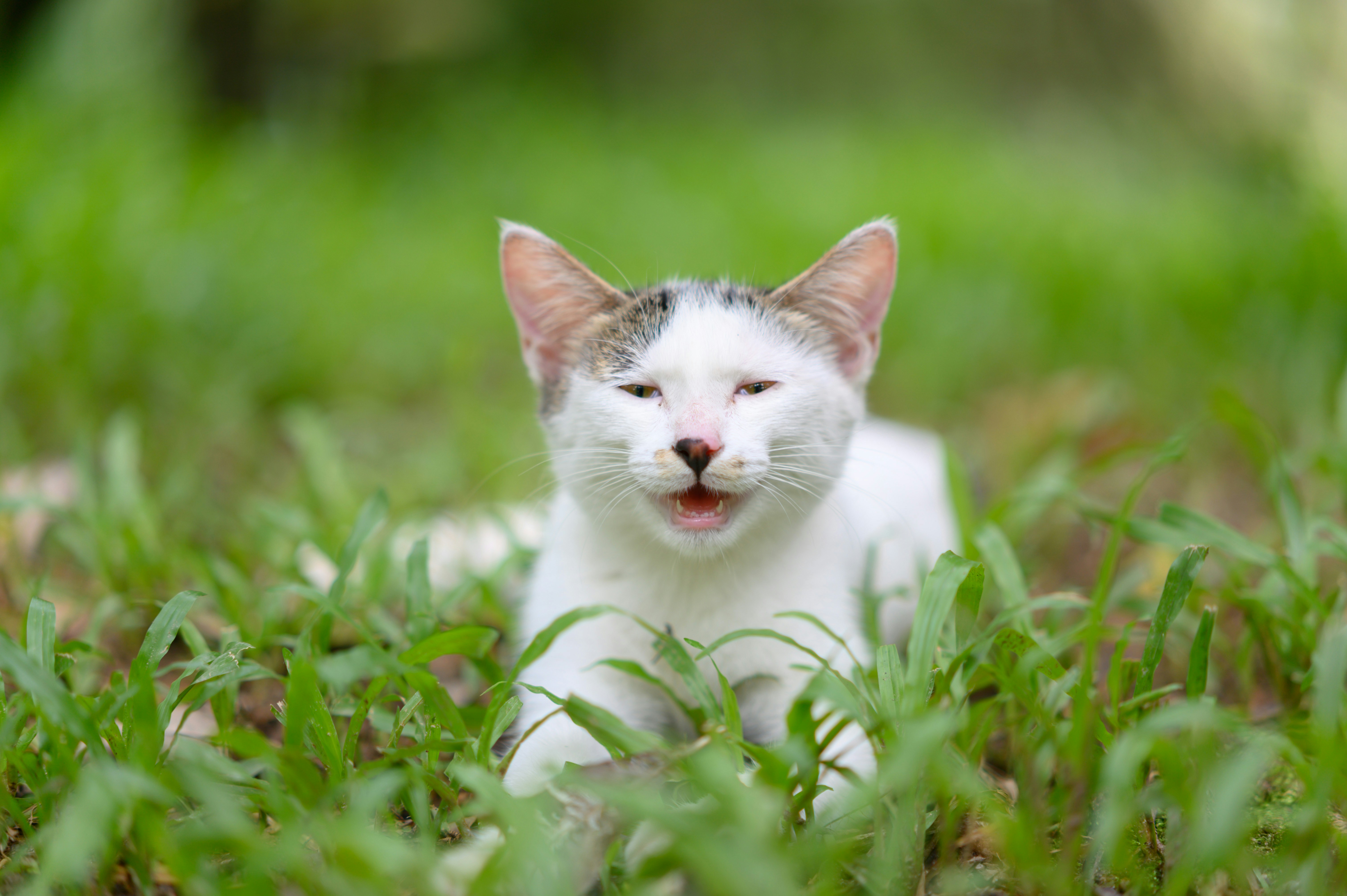 Curled Whiskers in the Green Quiet